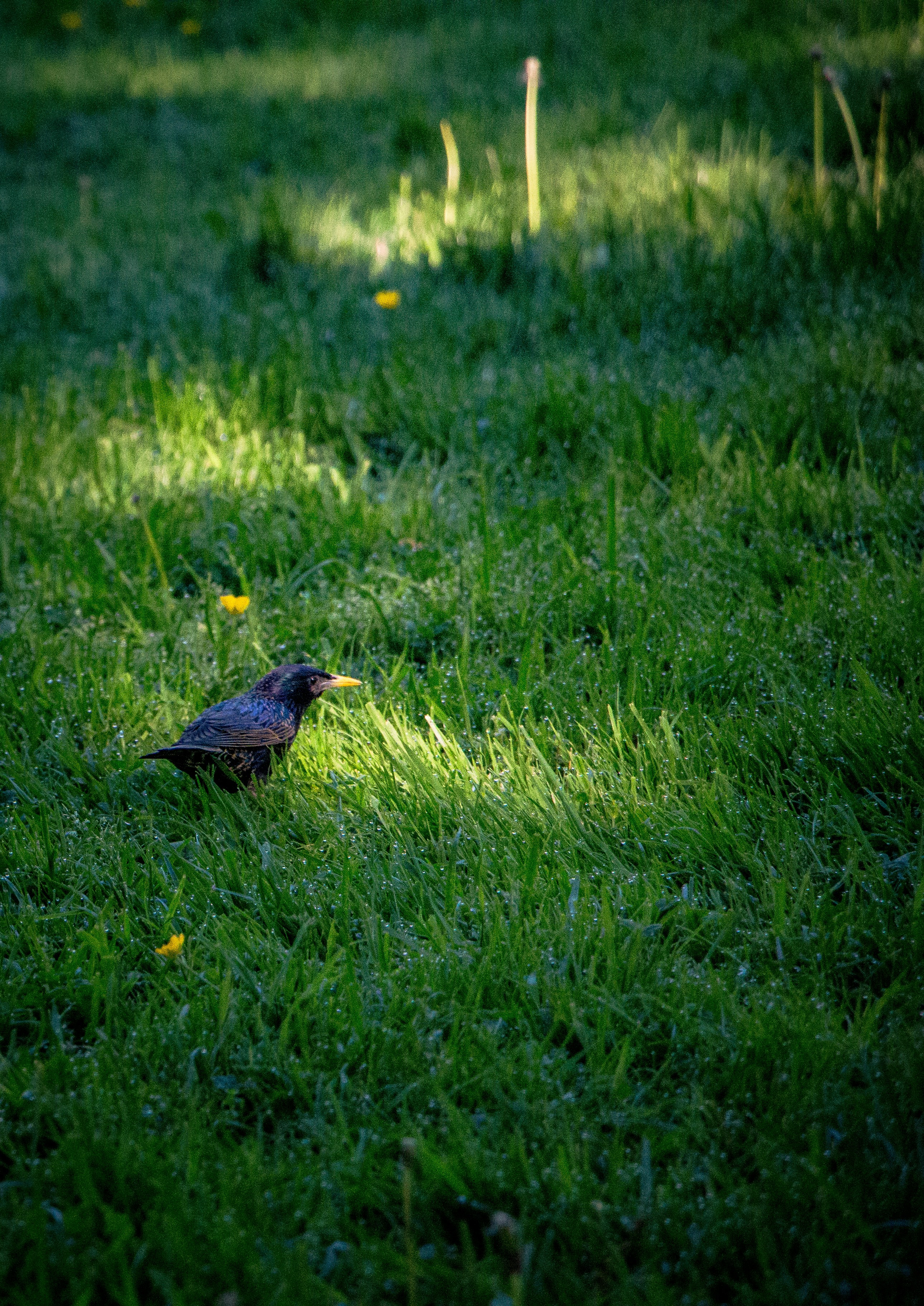 Stripe of sunlight on a lone starling in a sunlit meadow