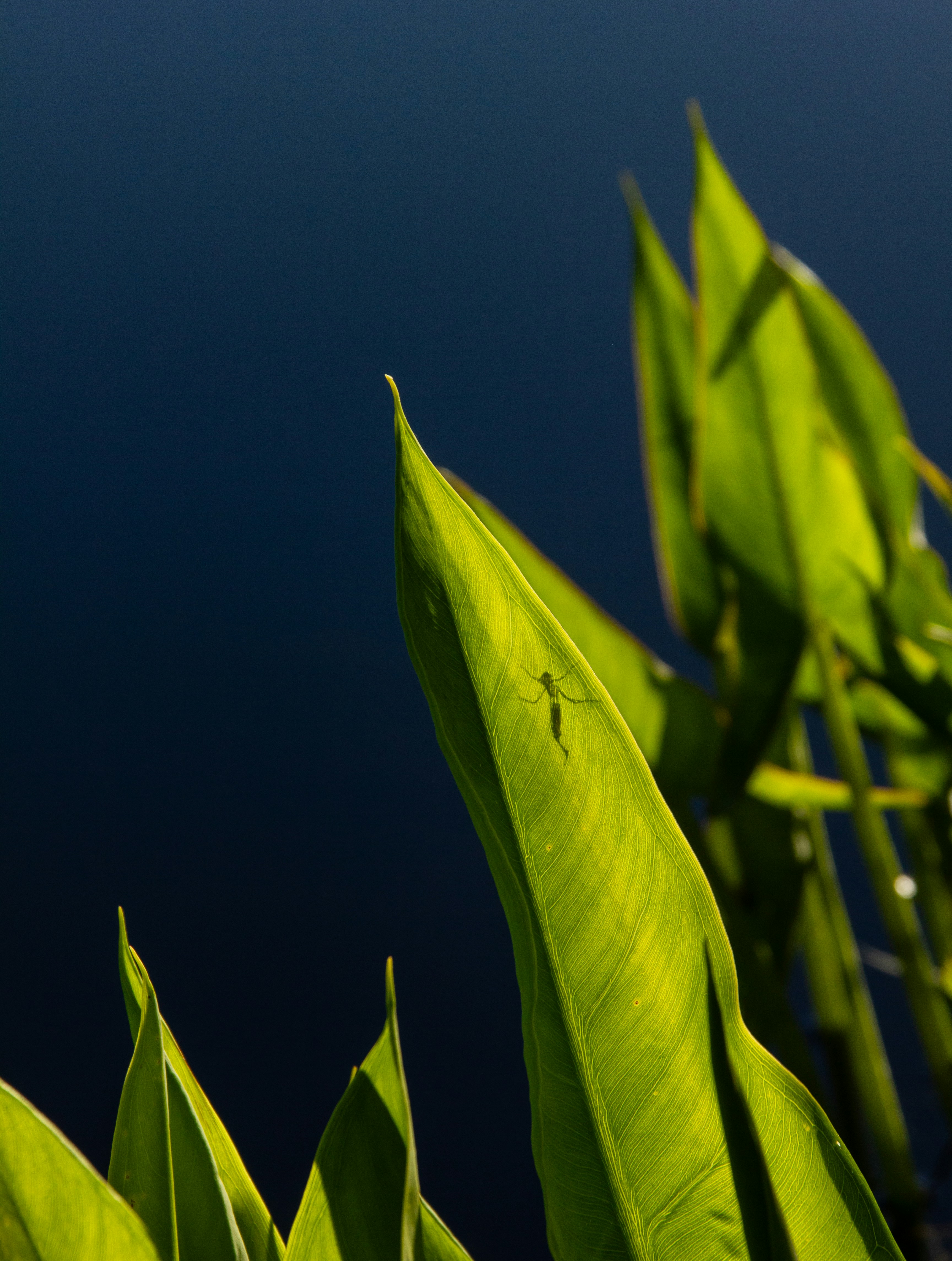 Emerald Leaf Verge: A Dragonfly’s Shadow on a Sunlit Blade