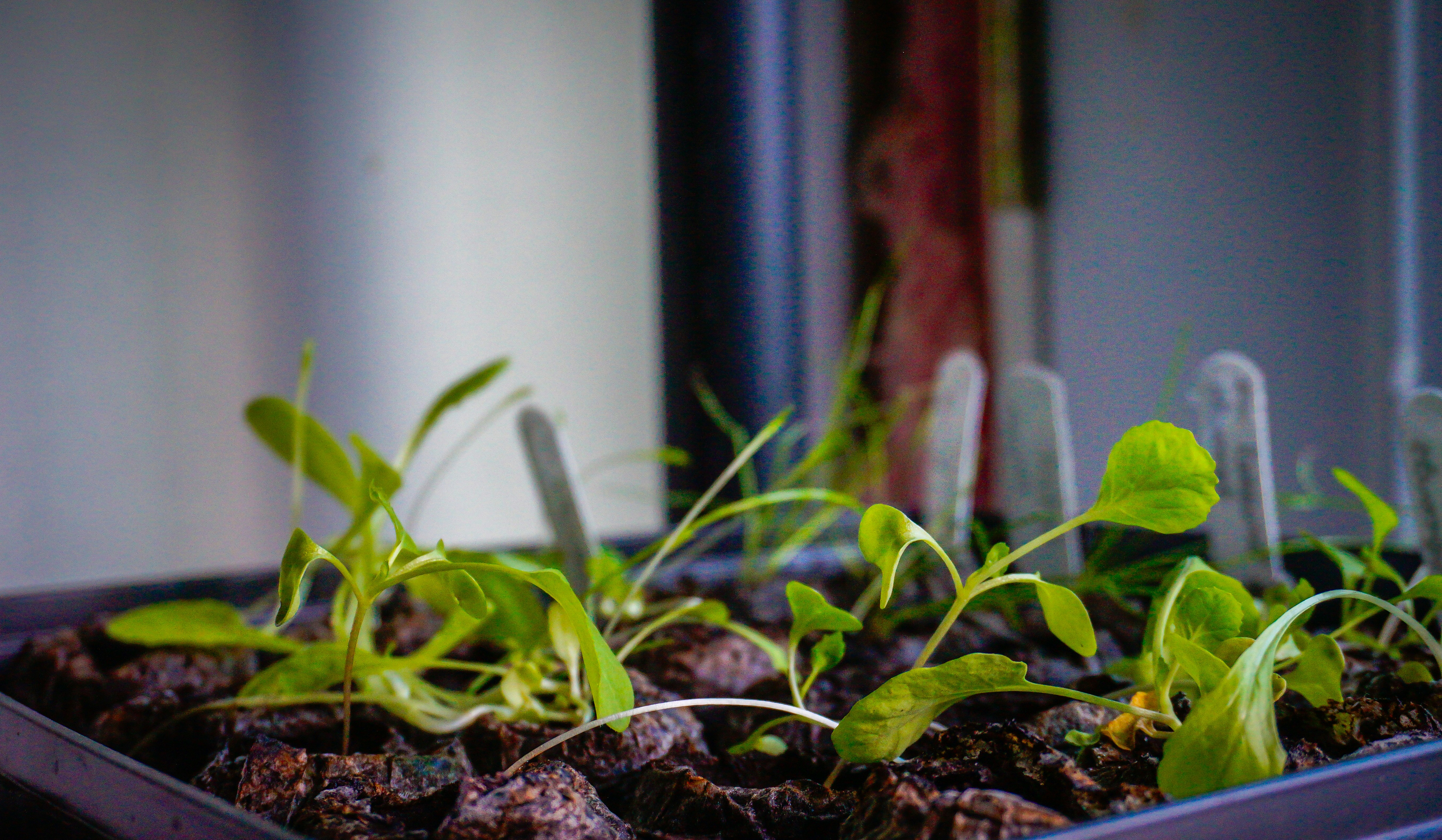 Tiny Green Ambition: Seedlings Reach for Light in a Tray
