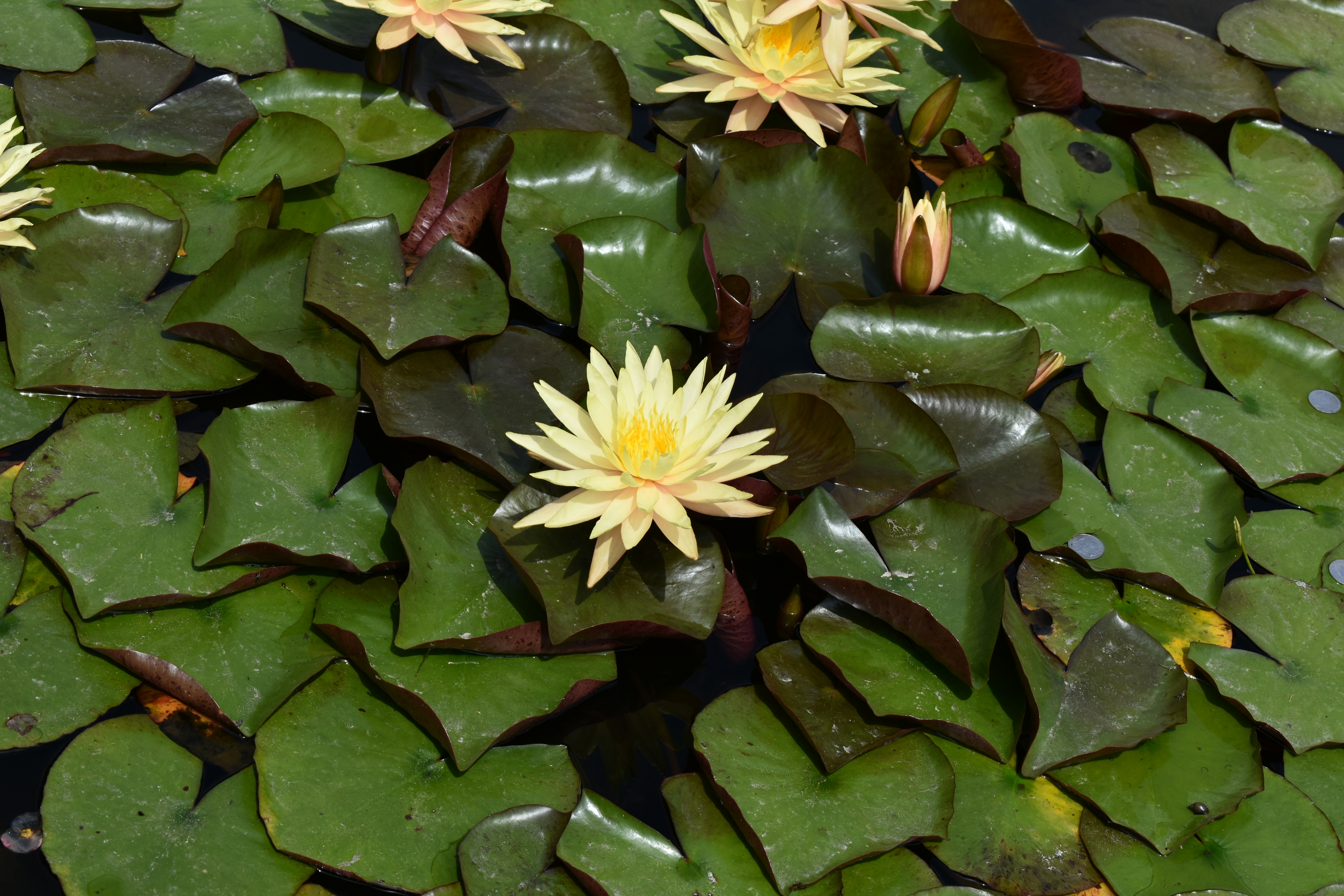 Cream-yellow Water Lilies Amid Dense Emerald Pads