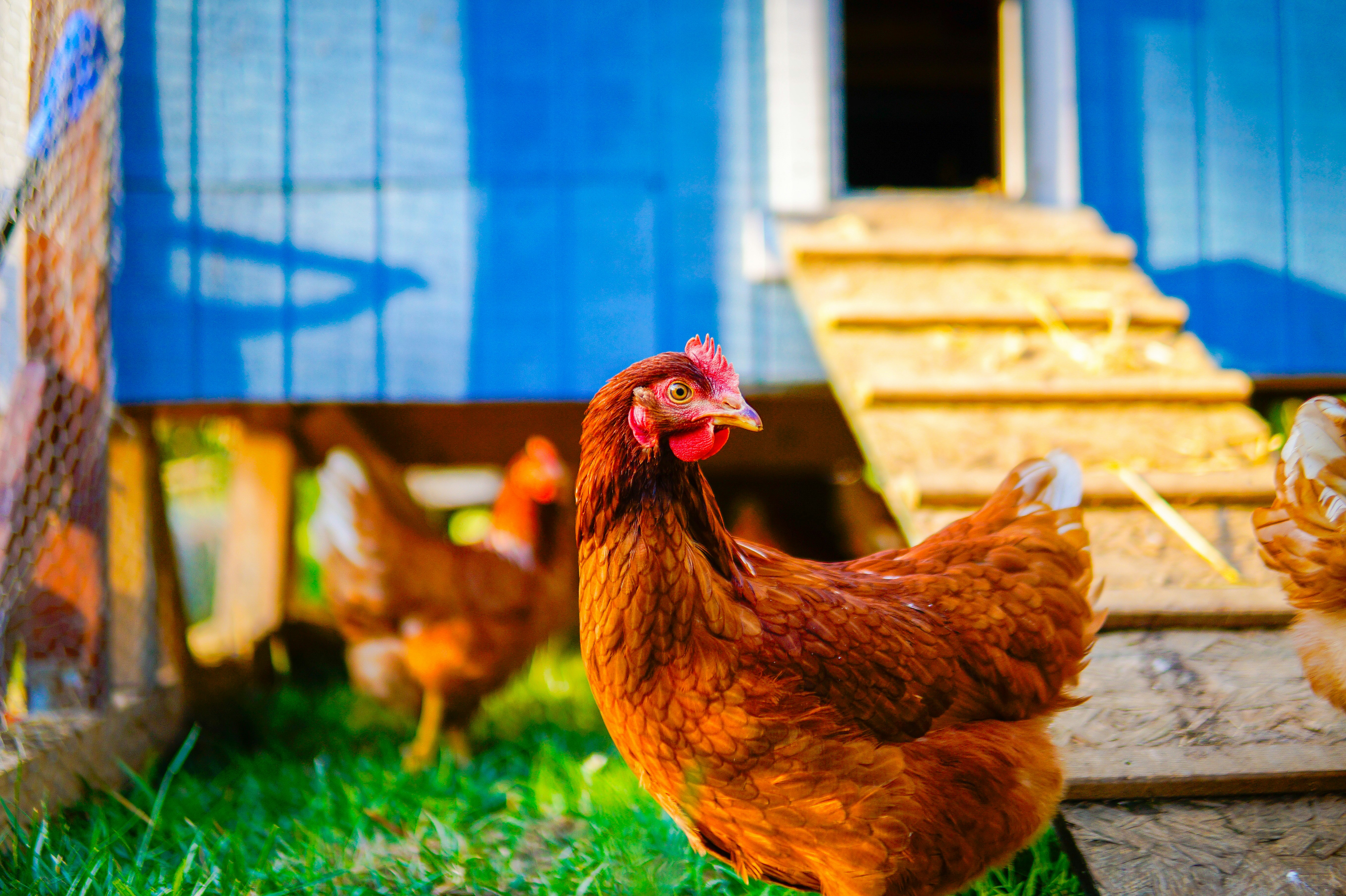 Red Fowl at the Doorstep: A Hen in Front of a Blue Coop