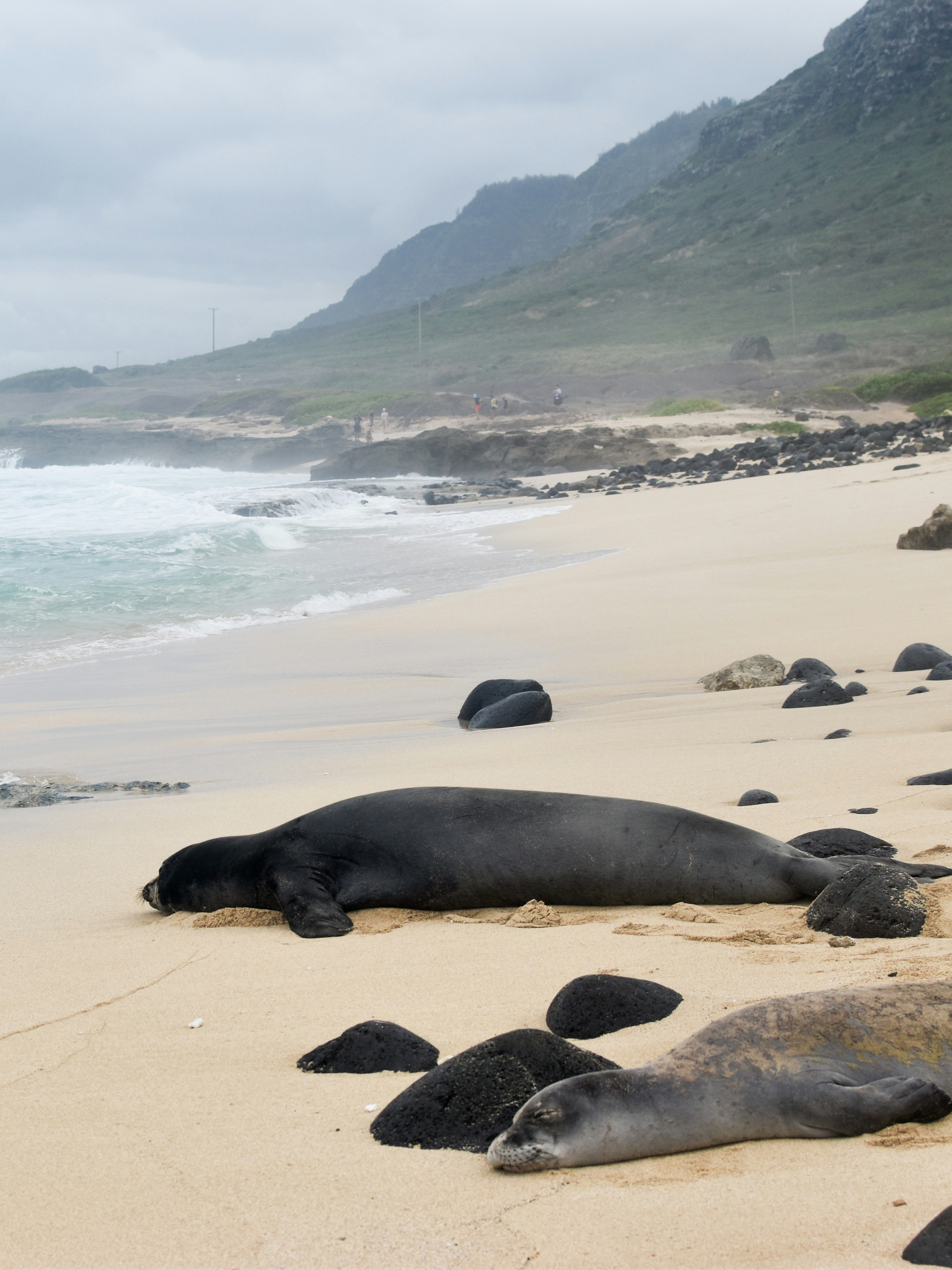 Sea Lions in Dunes: Tranquil Shoreline Across a Windy Plateau