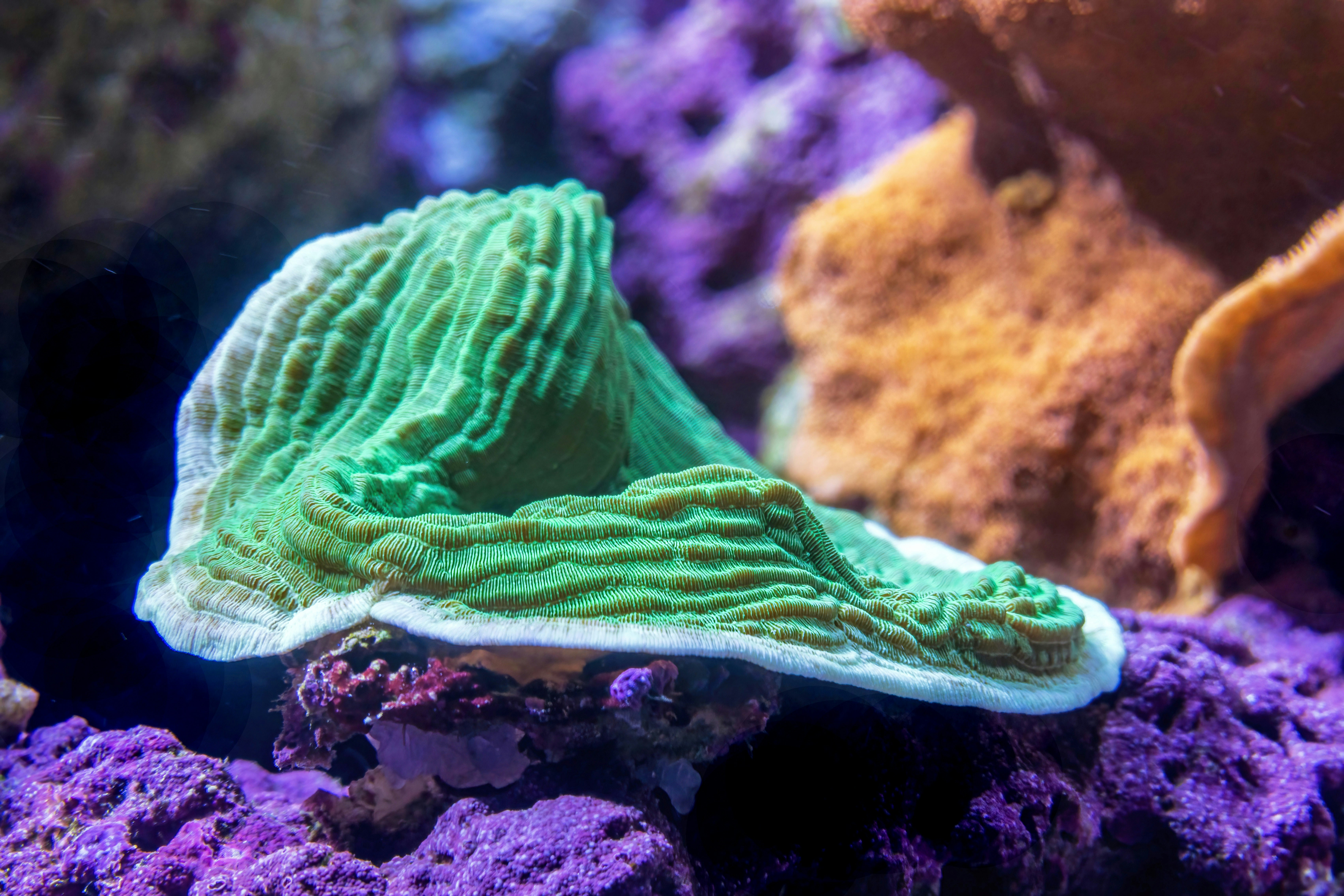Emerald Coral Pate: A Green Helix Resting on Purple Bedrock