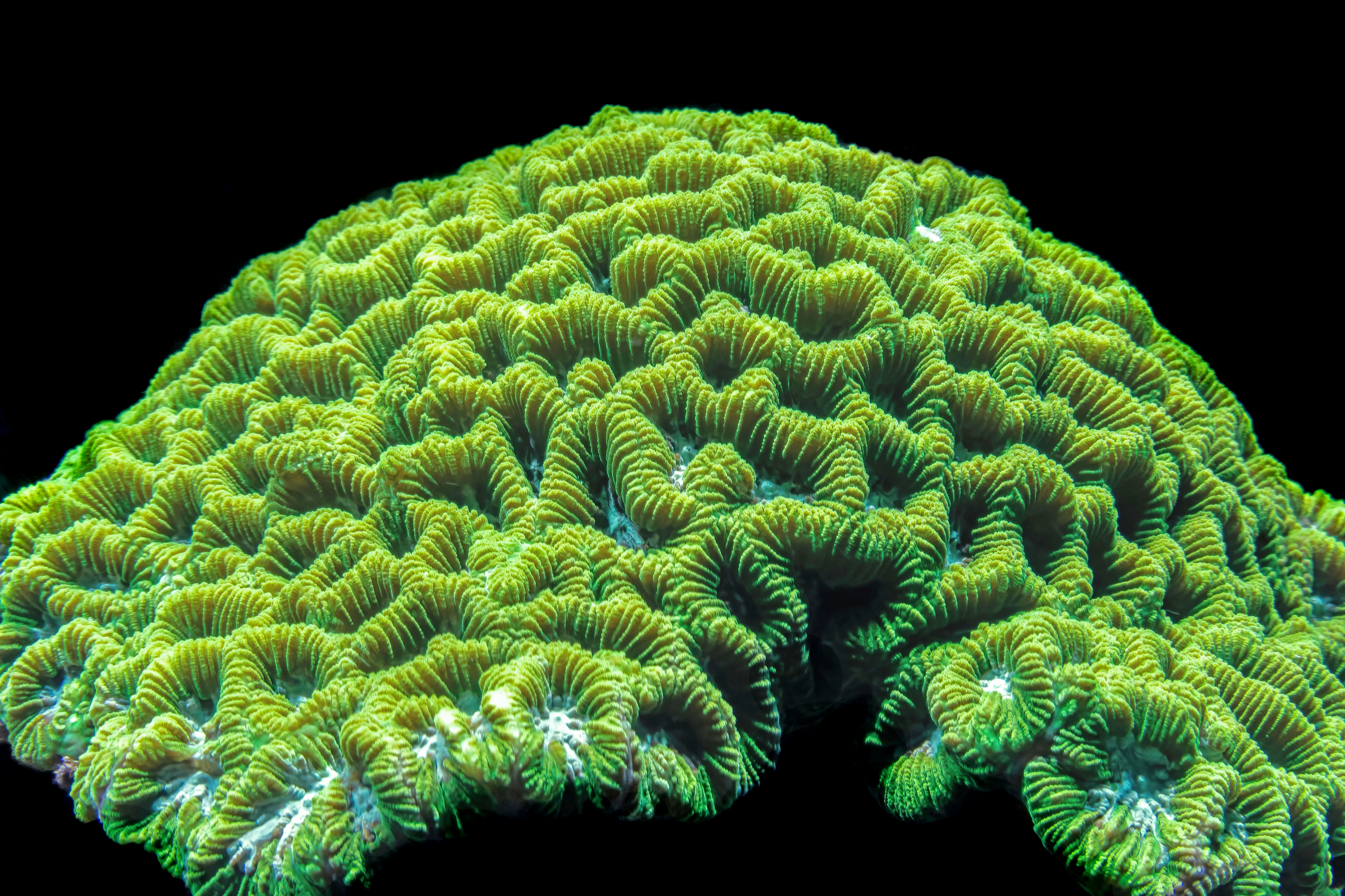 A green coral at the Cairns aAuarium.