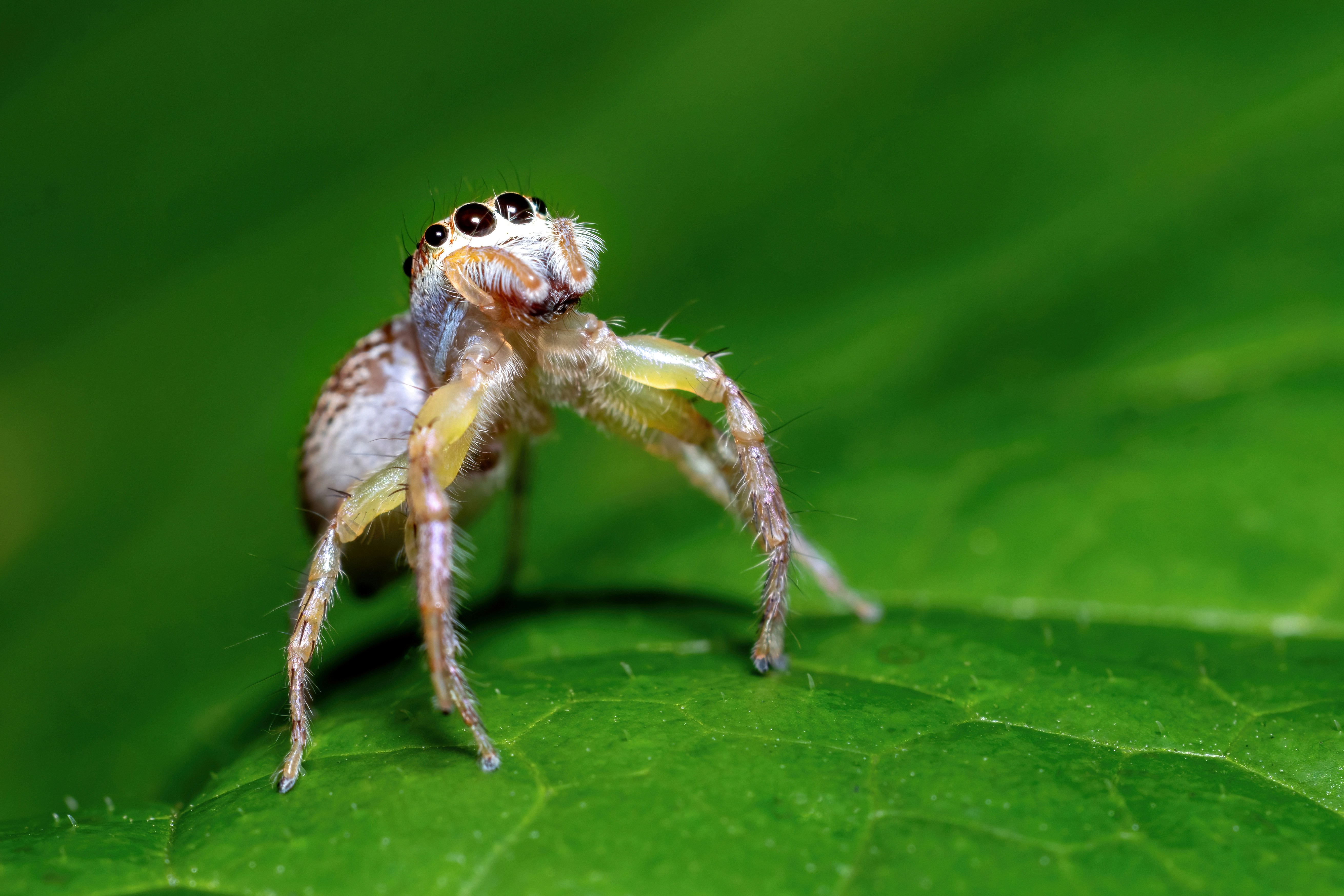 A type of Jumping Spider, possibly a Tropical Flycatcher.