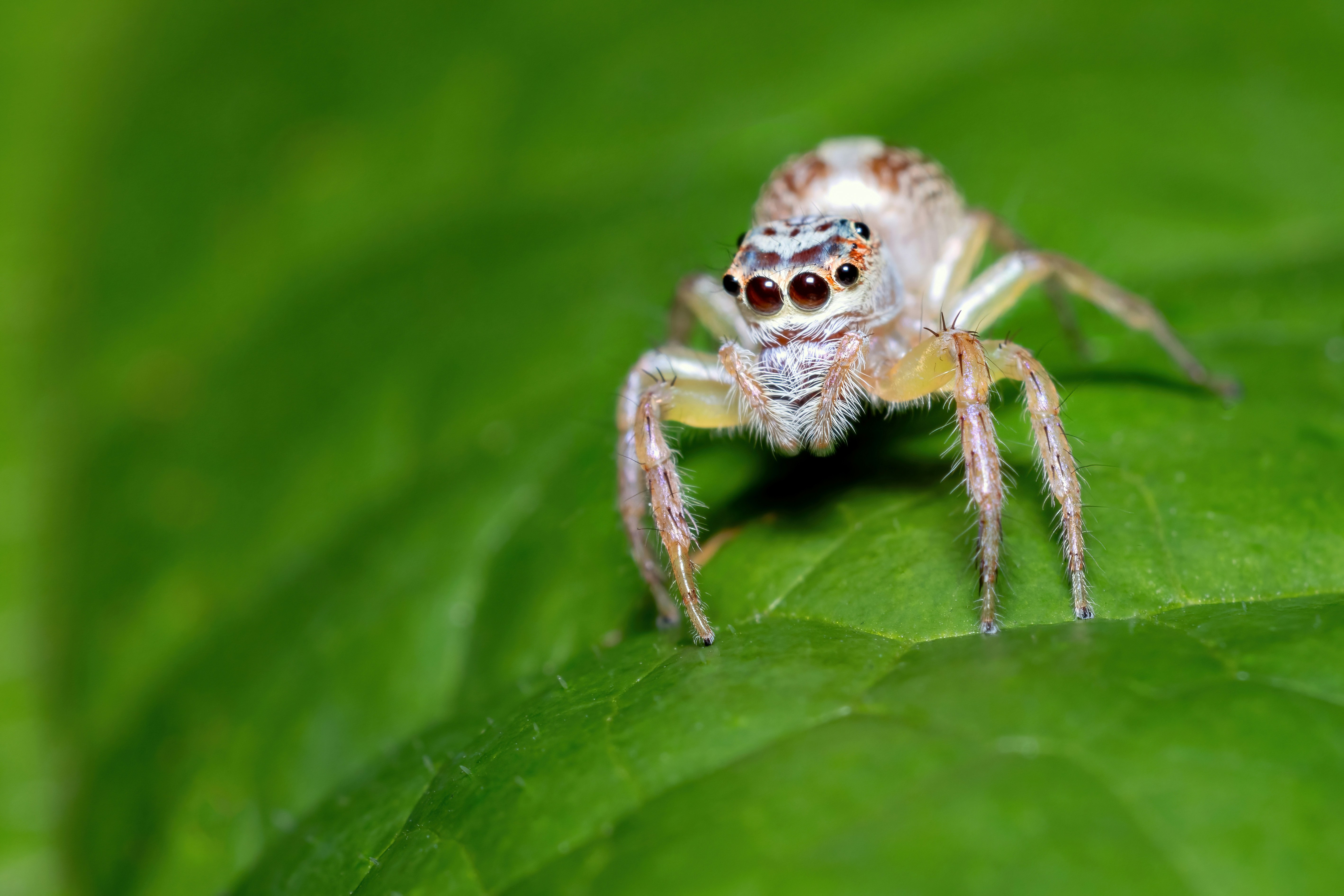 Tiny Jump, Big Moment: A Curious Jumping Spider on a Leaf