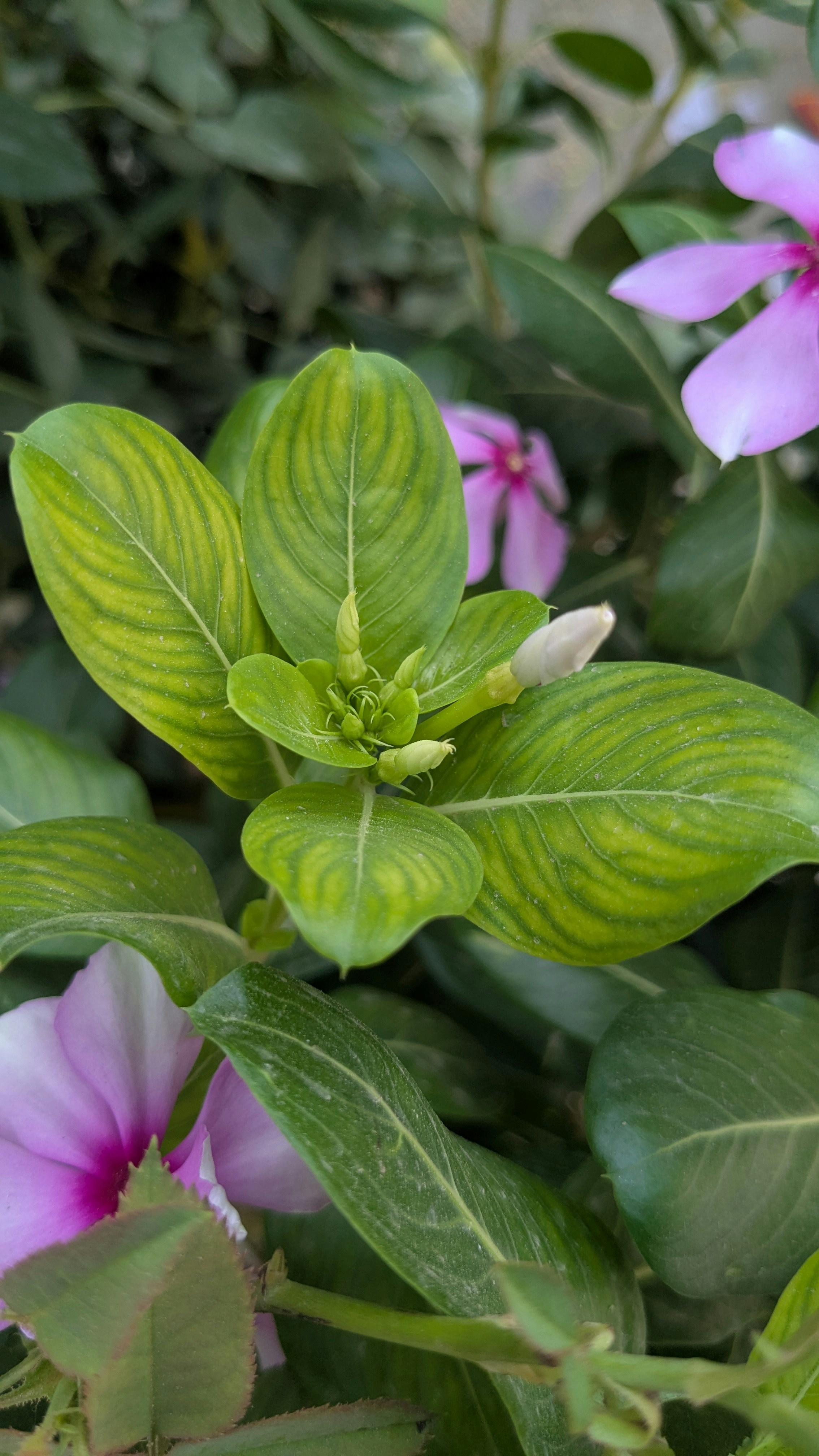 Close-up of lush green leaves with subtle variegation and a hint of pink flowers in the background, highlighting plant texture and natural color. Photograph appears as a garden vignette.