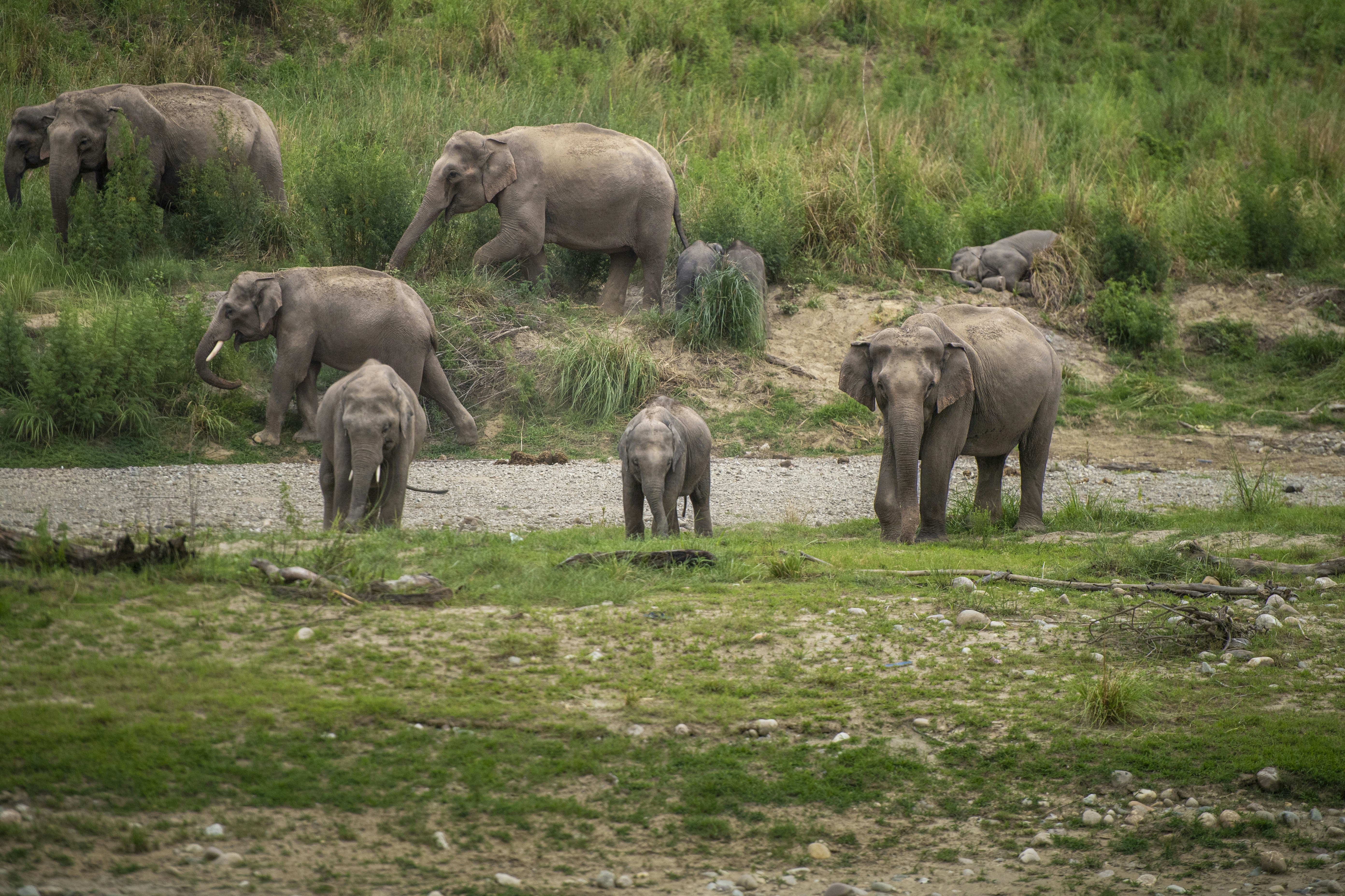 Heralds of the Watering Hole: A Family of Elephants at Dusk
