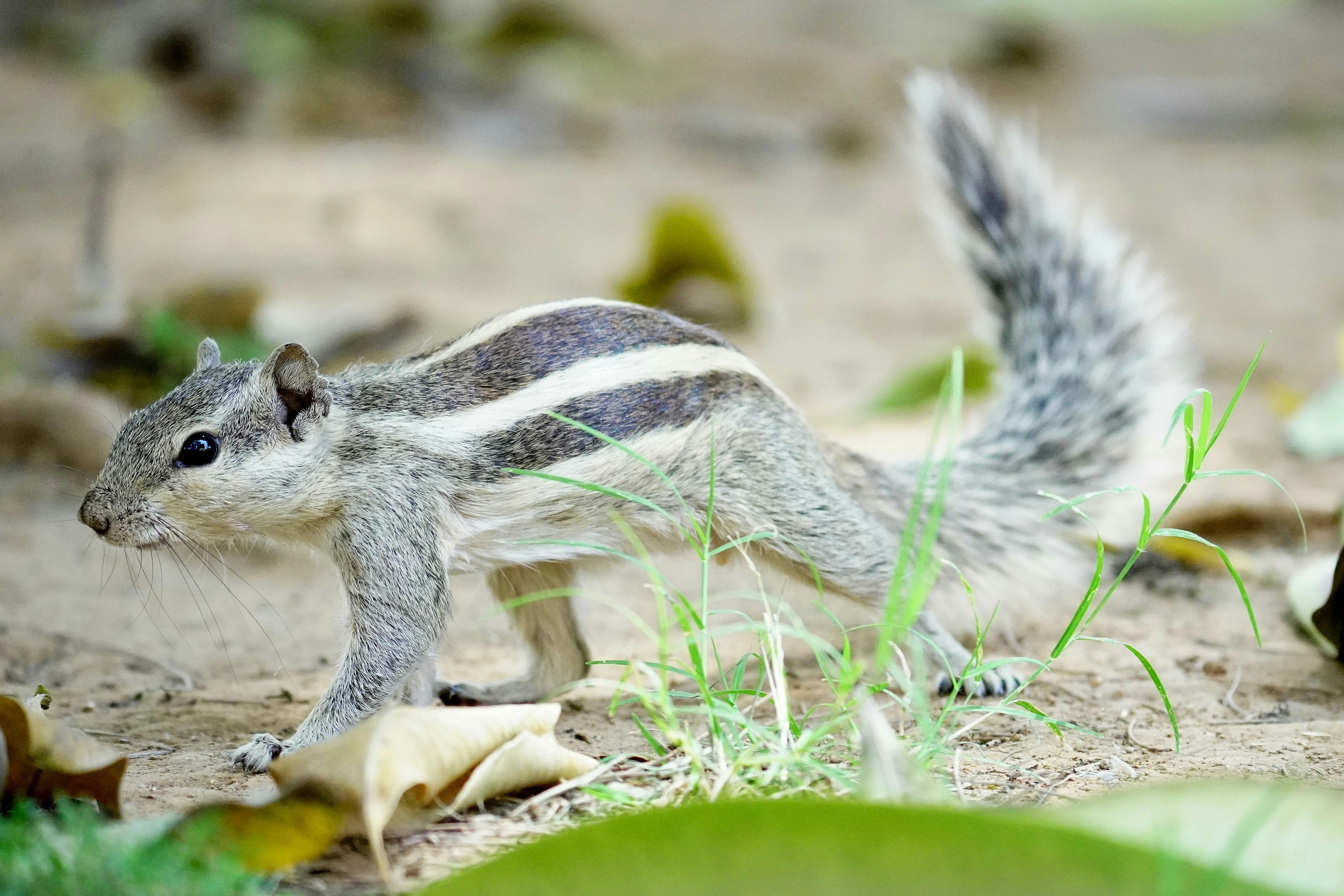 Sprinting Chipmunk in a Dappled Forest Floor
