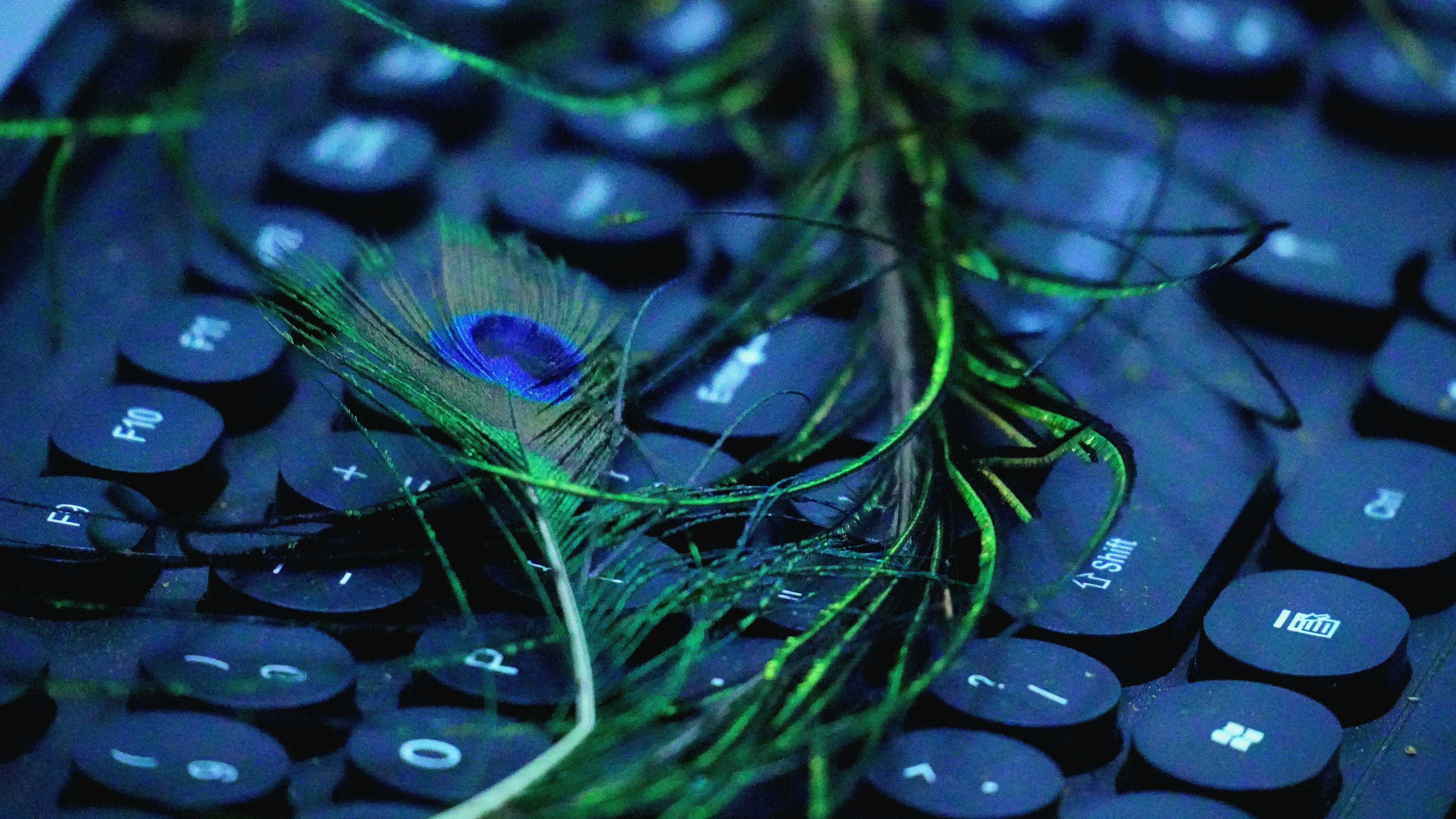 Close-up of neon-green feathers resting among dark blue computer keys, creating a tactile contrast and subtle texture.