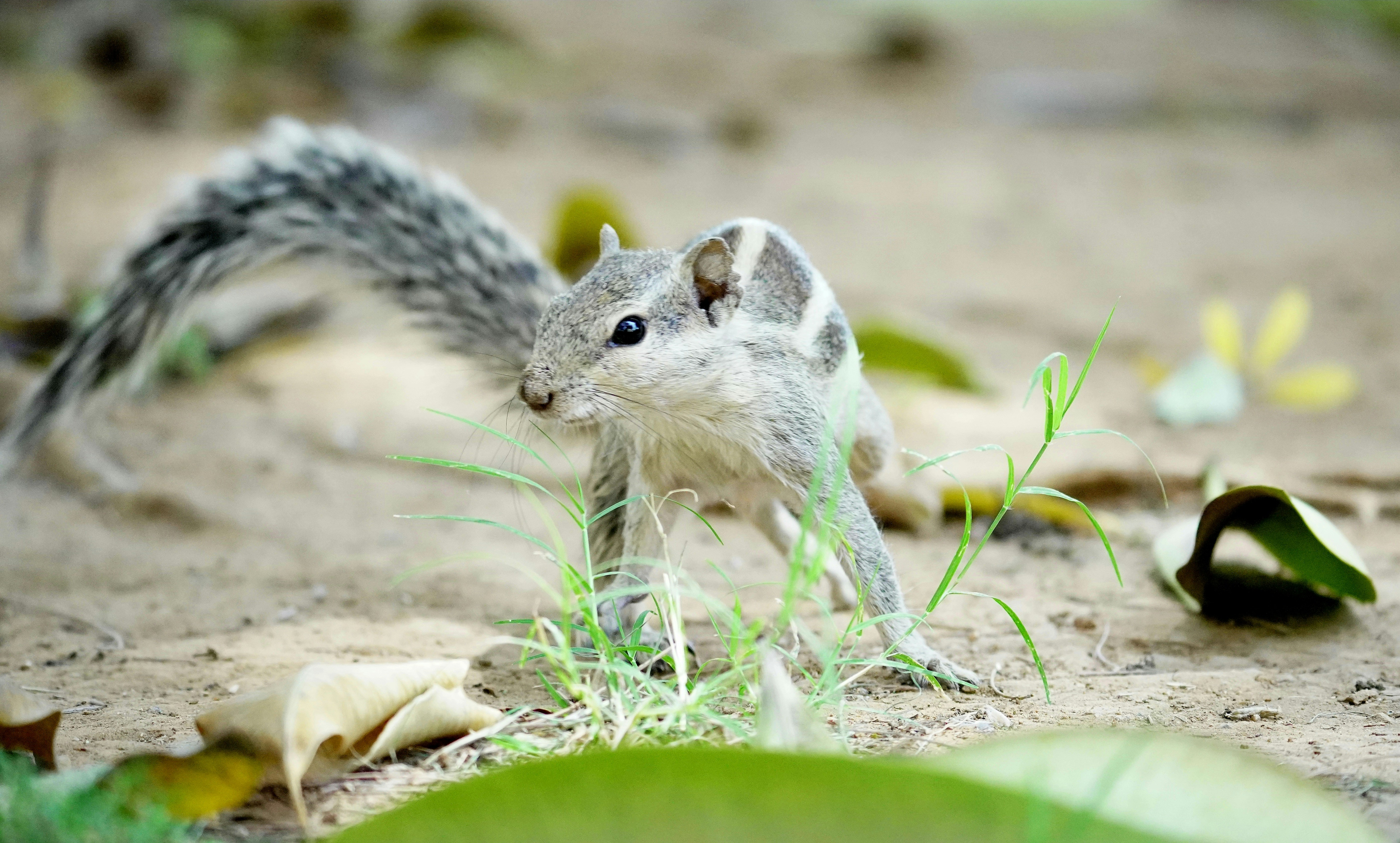 Curious Ground Squirrel at the Edge of the Oasis