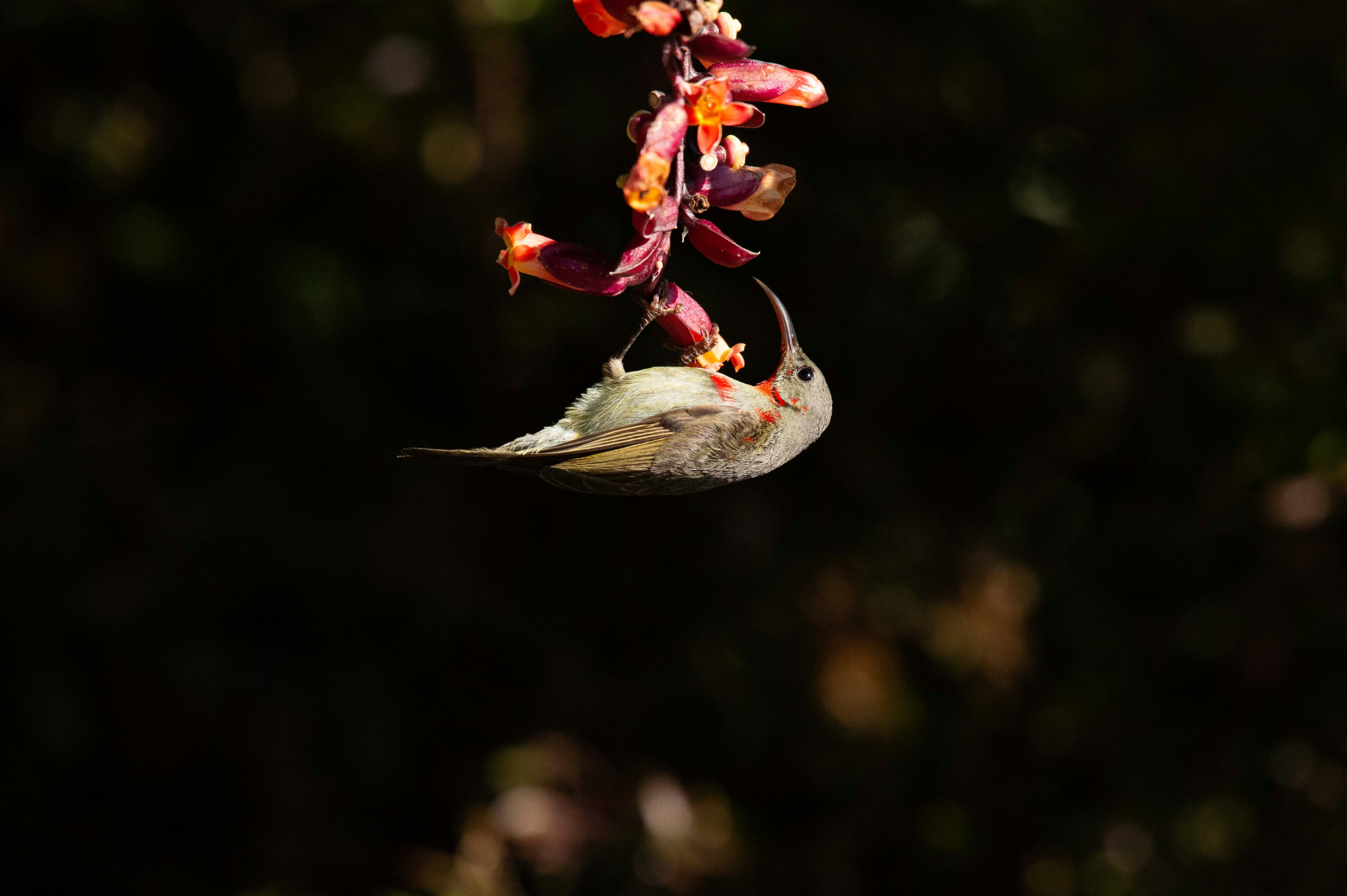 Hanging In Blooms: A Tiny Bird Dangles from a Crimson Spray