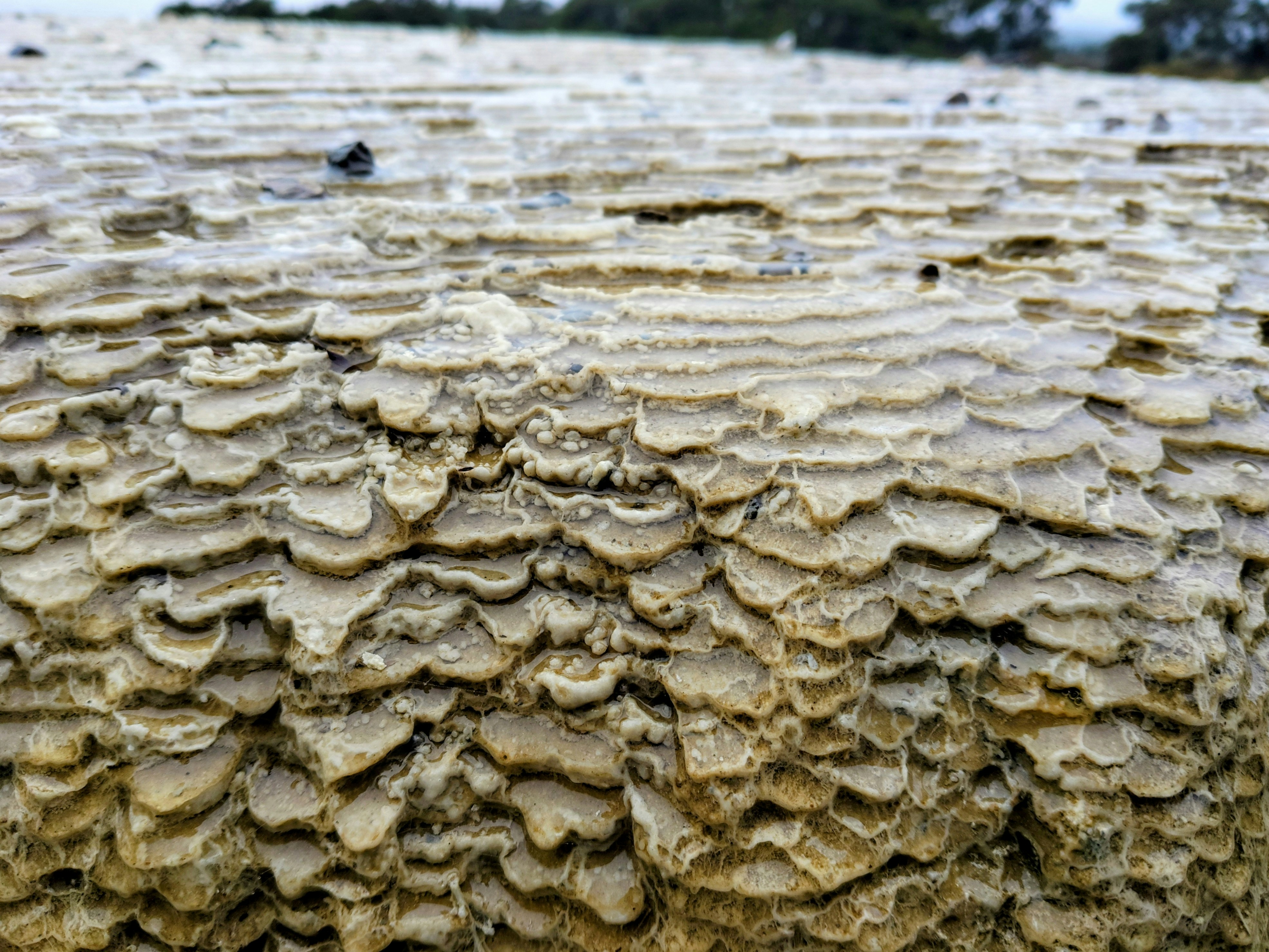 Travertine Terraces at Waiotapu Thermal Wonderland, New Zealand. A close-up view of mineral terraces at Wai-o-Tapu Thermal Wonderland on New Zealand’s North Island. These formations are created by mineral-rich hot springs that deposit layers of silica and other minerals over time, producing organic, wavy textures with warm earth tones. Captured with shallow depth of field, the image blends geological detail with a soft, atmospheric background. Ideal for nature backgrounds, travel content, environmental storytelling, or abstract design work.