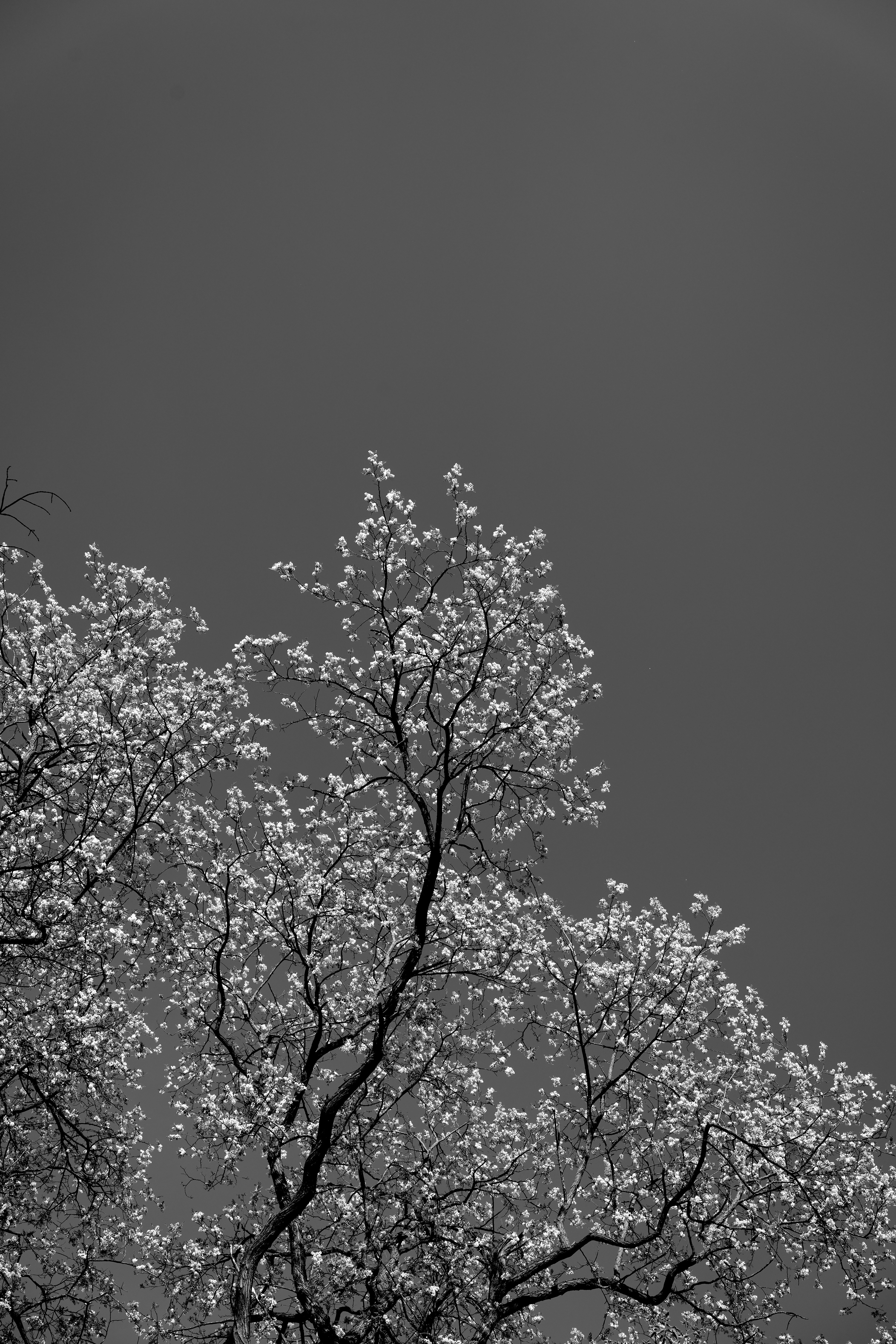 Blossoms Against the Gritty Sky