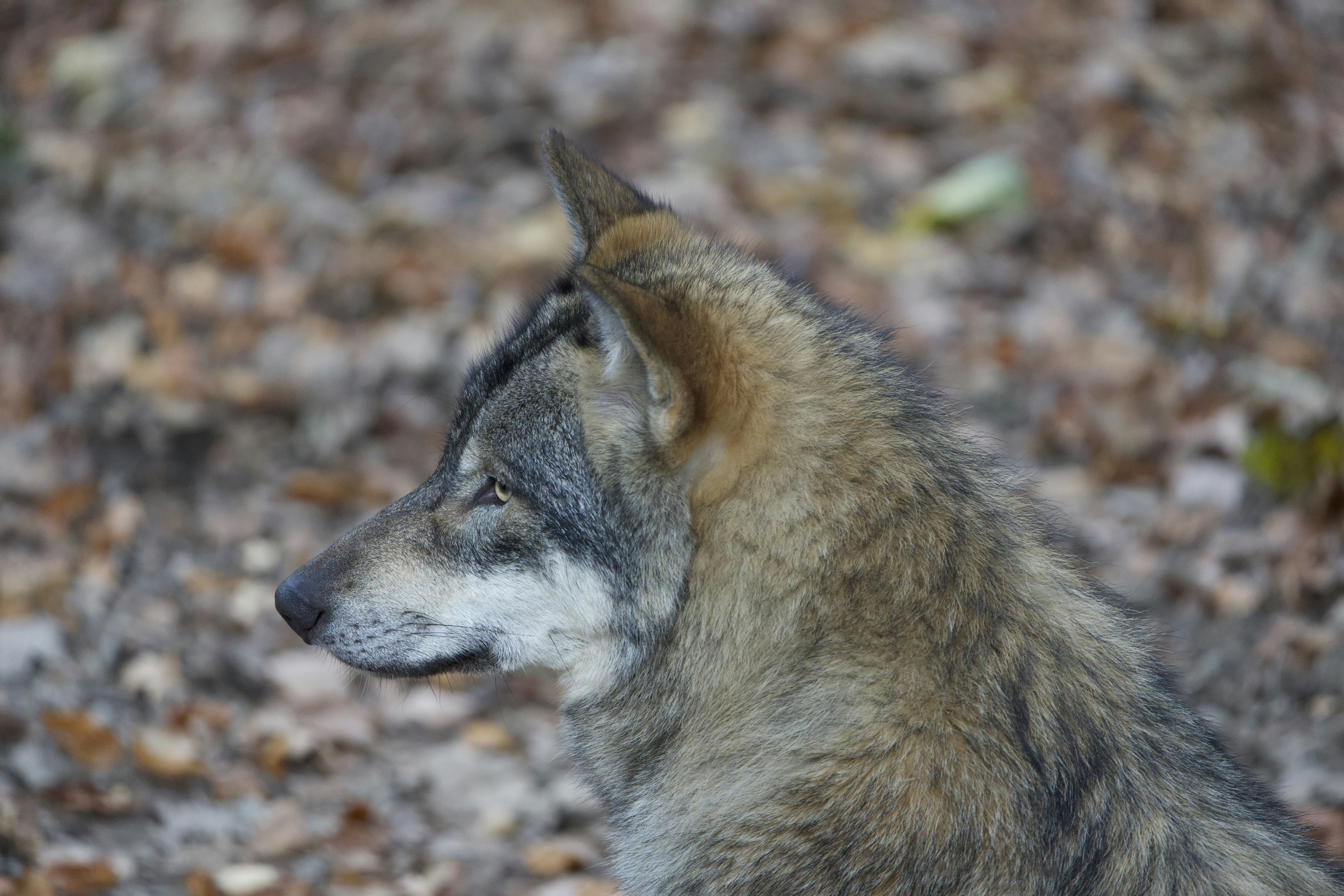 Midnight Sentinel: A lone wolf in autumn light