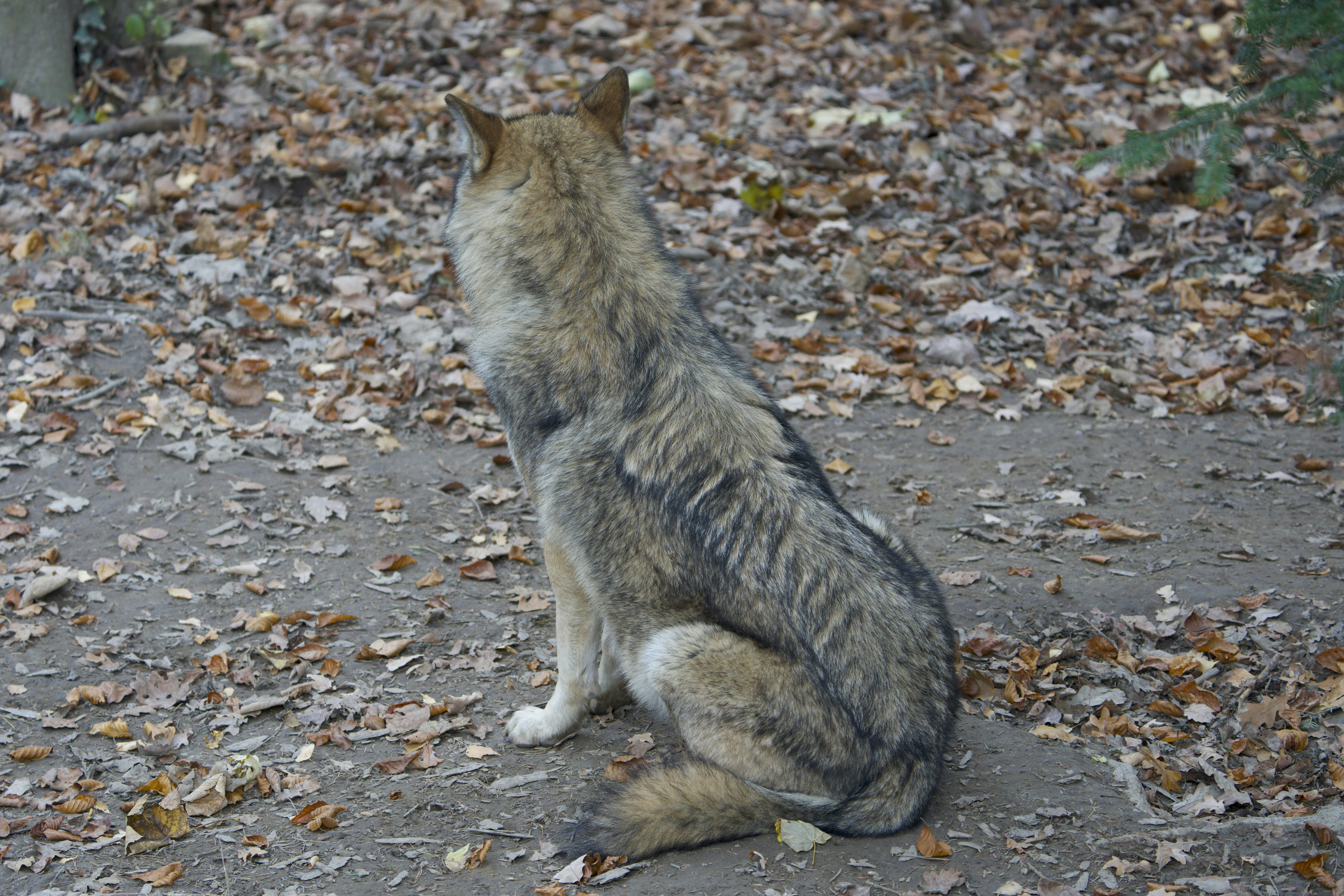 Sitting Canid in autumned Park Beneath Dappled Light