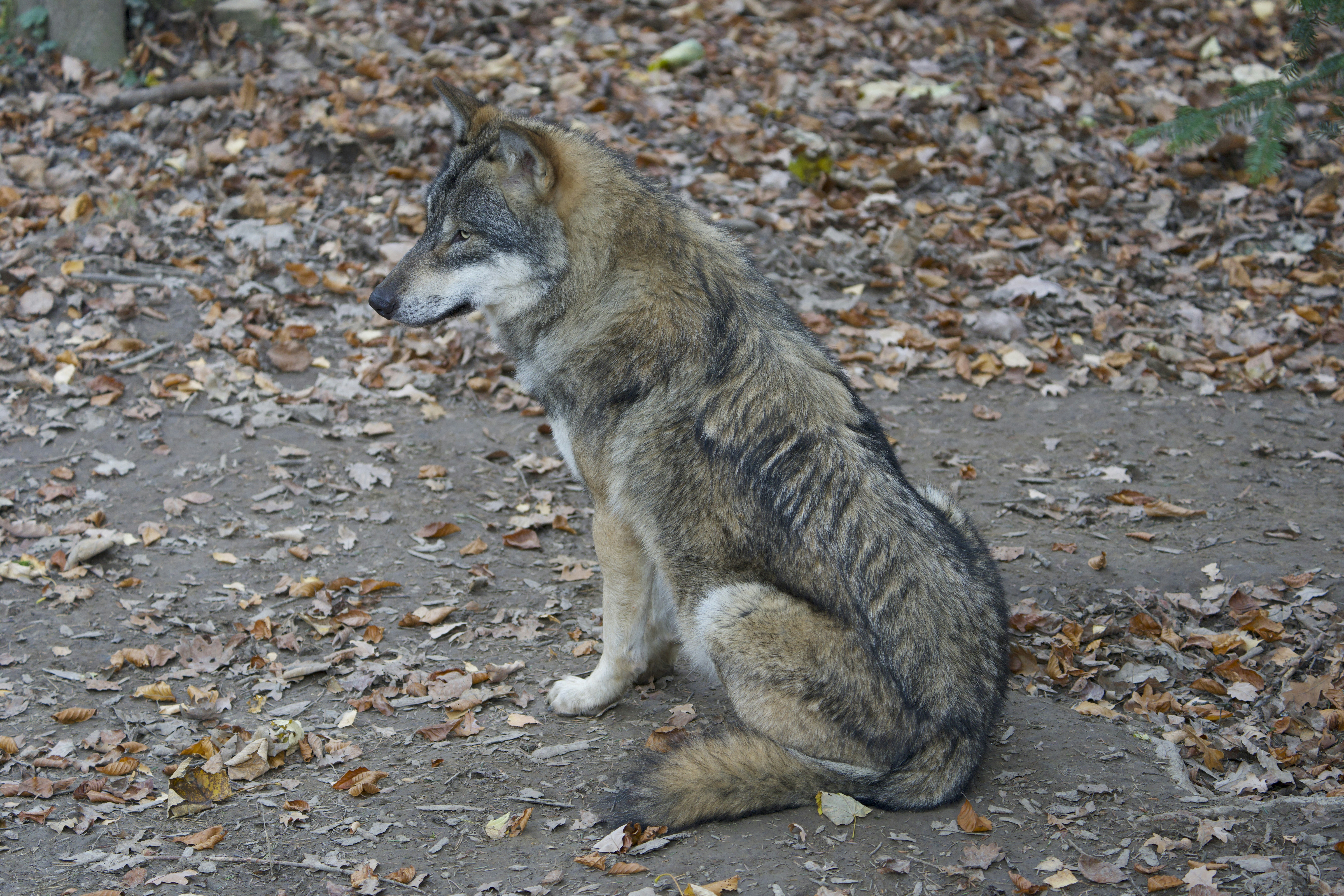 Sitting Watcher in Autumn Leaves