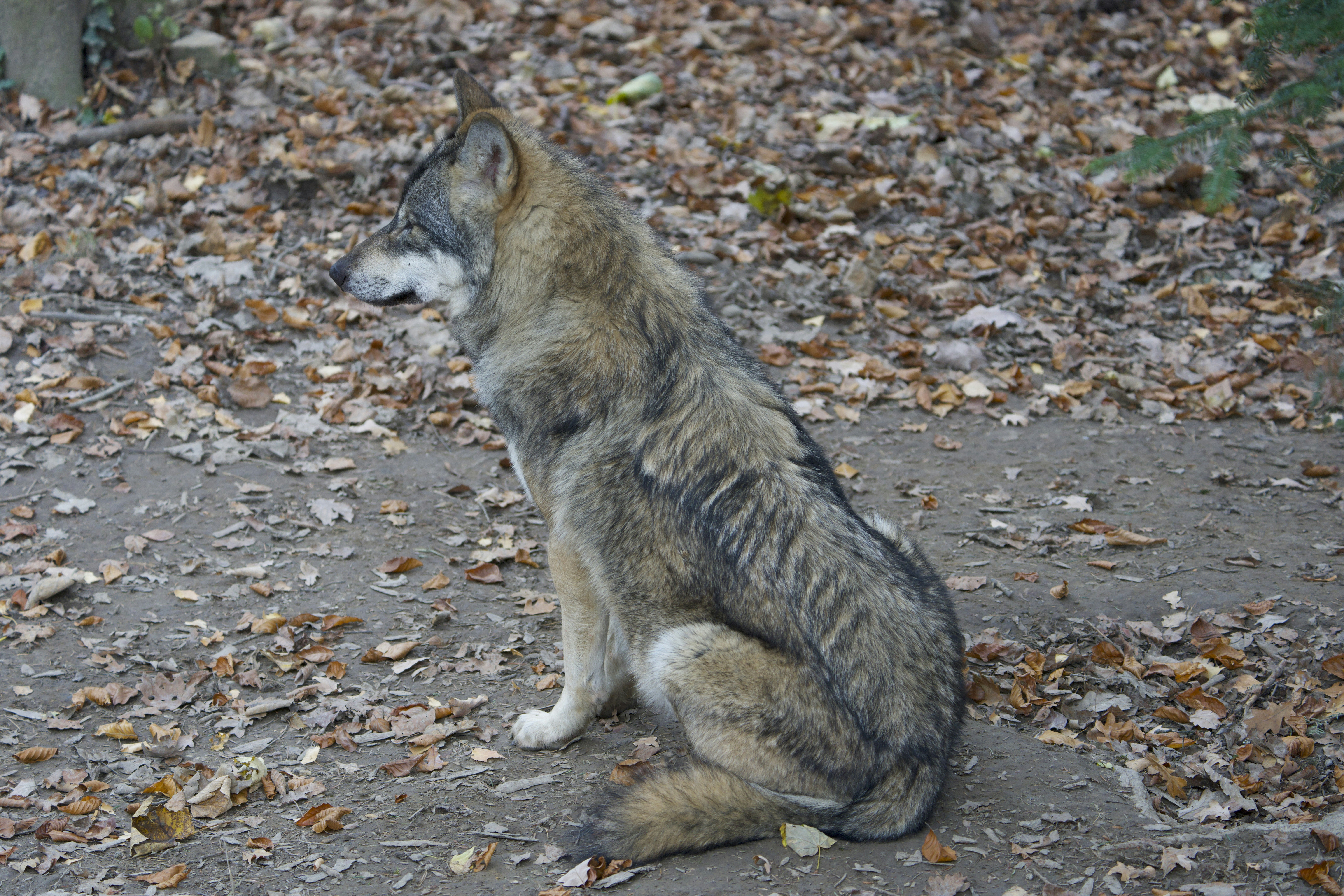 Lonely Sentinel: A seated wolfdog amid autumn leaves