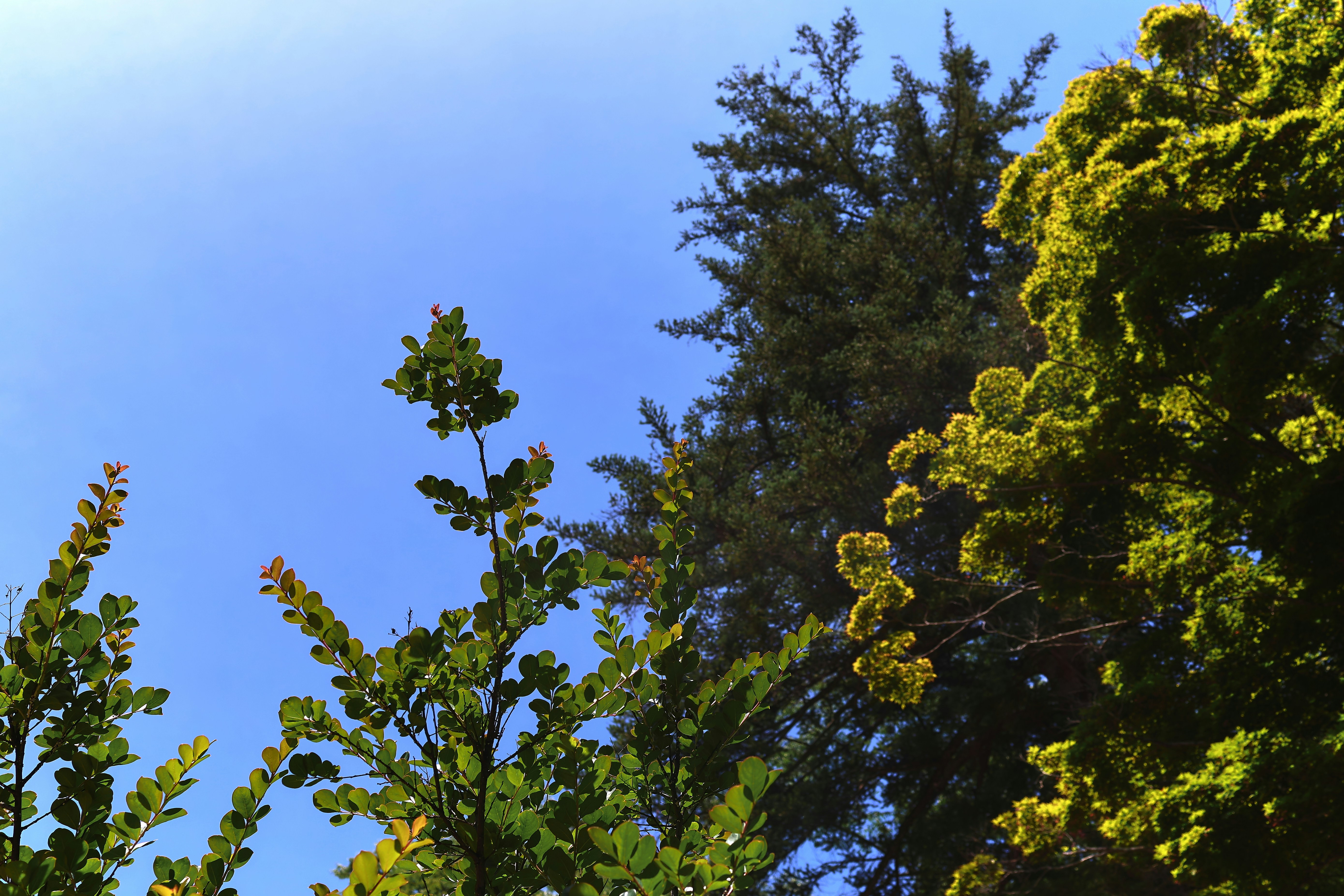 Bright Clustered Foliage Against a Clear Blue Sky