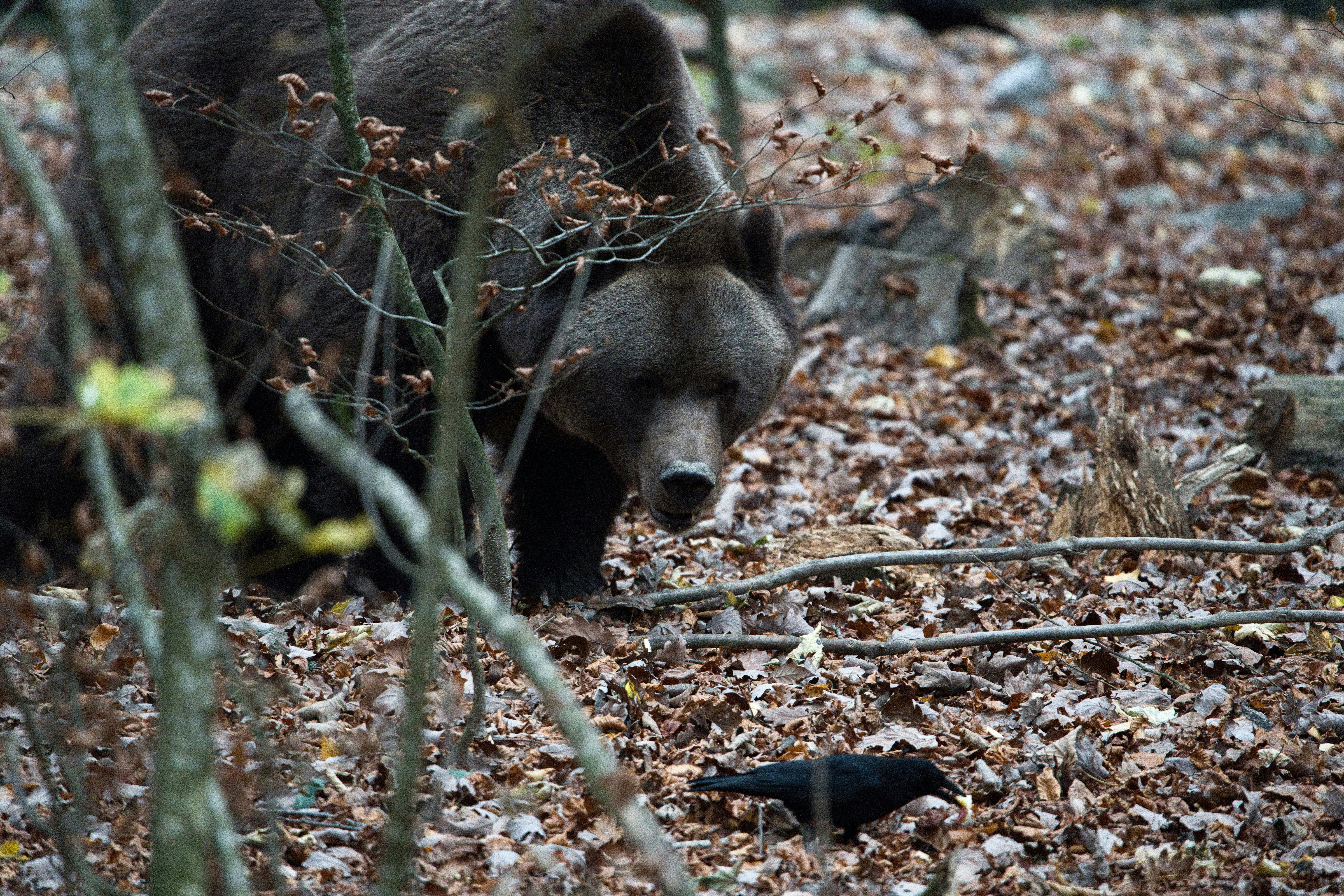 Brown bear standing among autumn leaves with a crow.