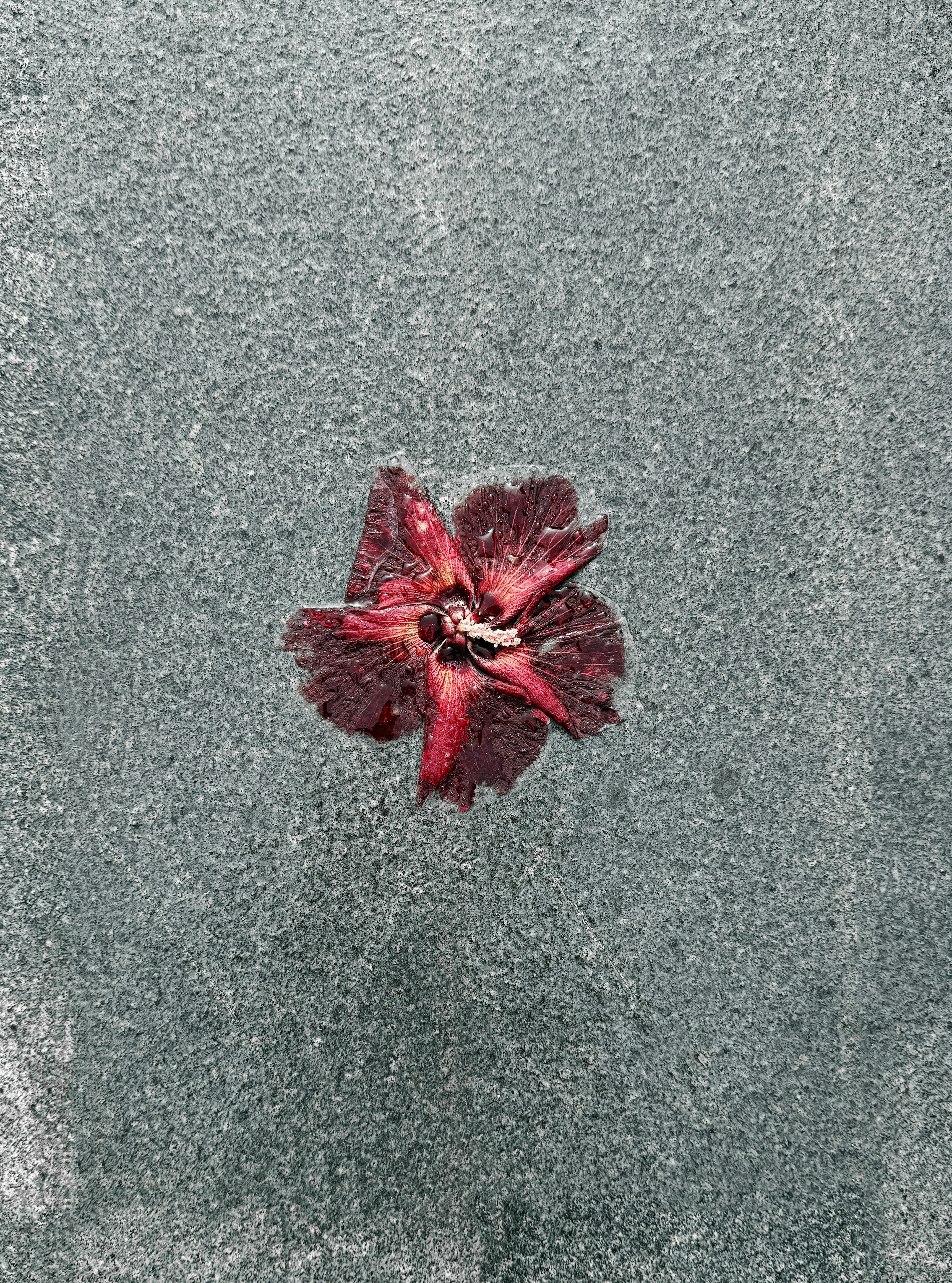 Desert Rose: A single crimson bloom on gravel