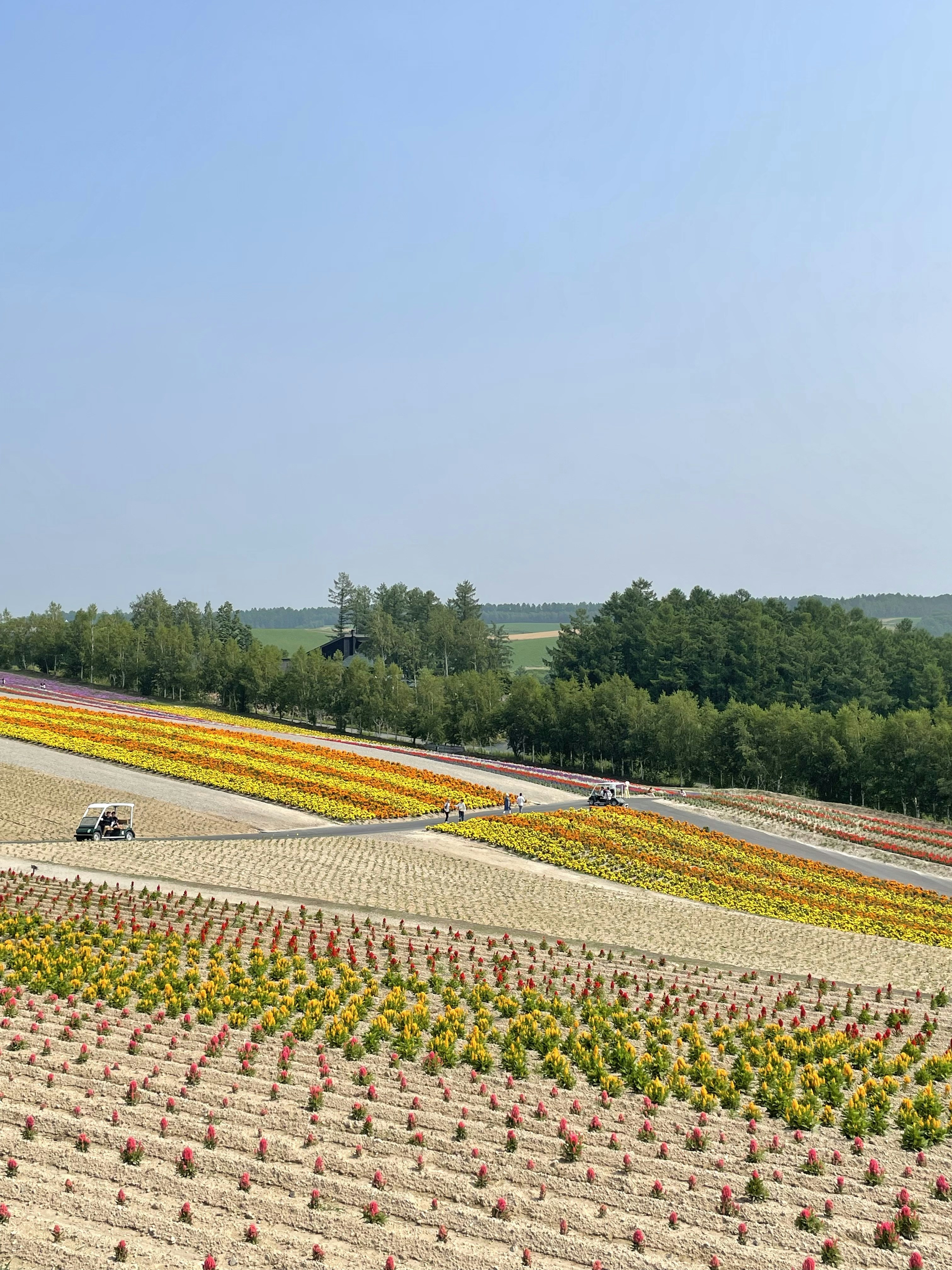Vast tulip fields march across a gentle hillside, with winding paths and small vehicles visible, under a bright blue sky.