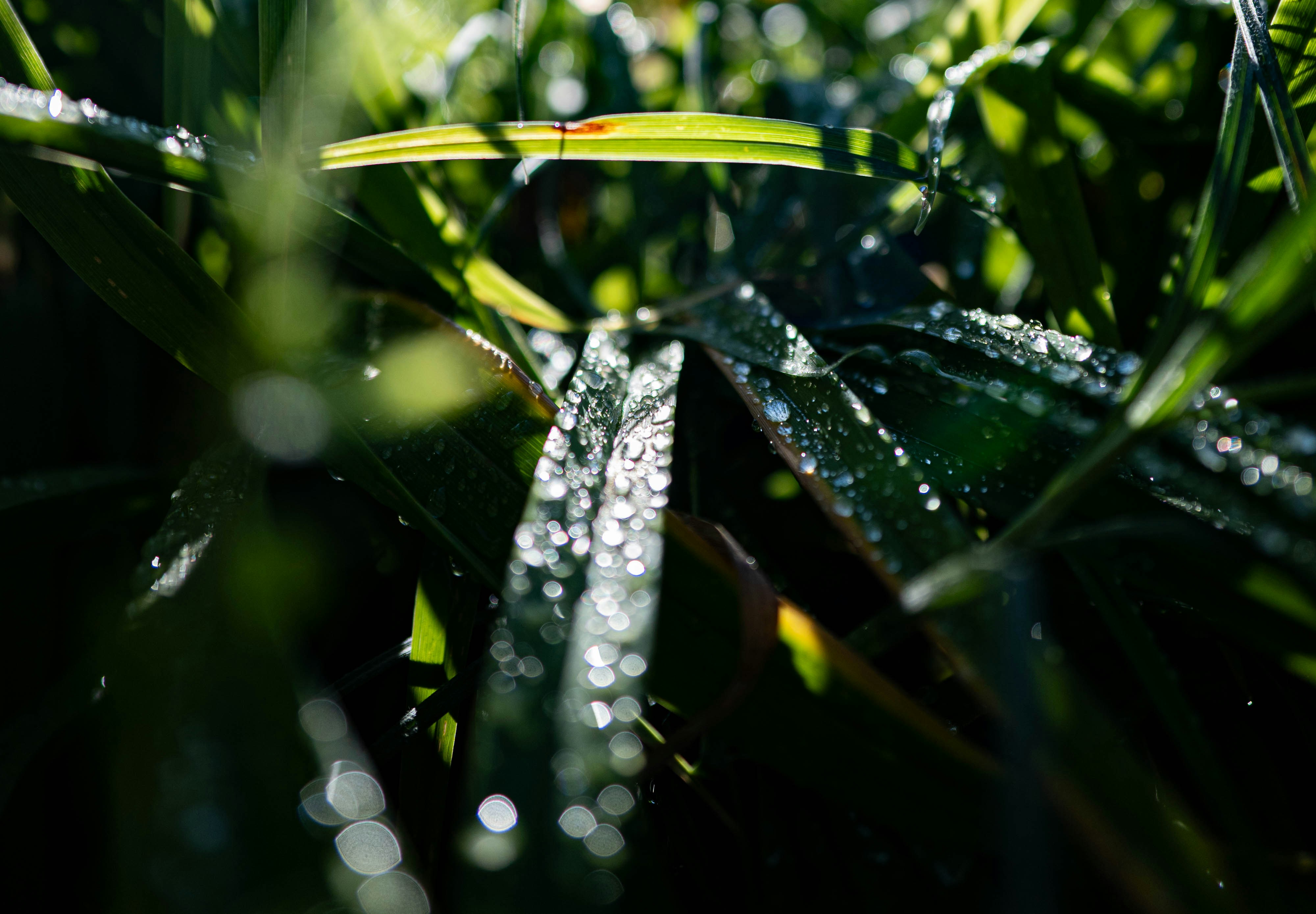 Dew-kissed Leaf Details in a Quiet Understory