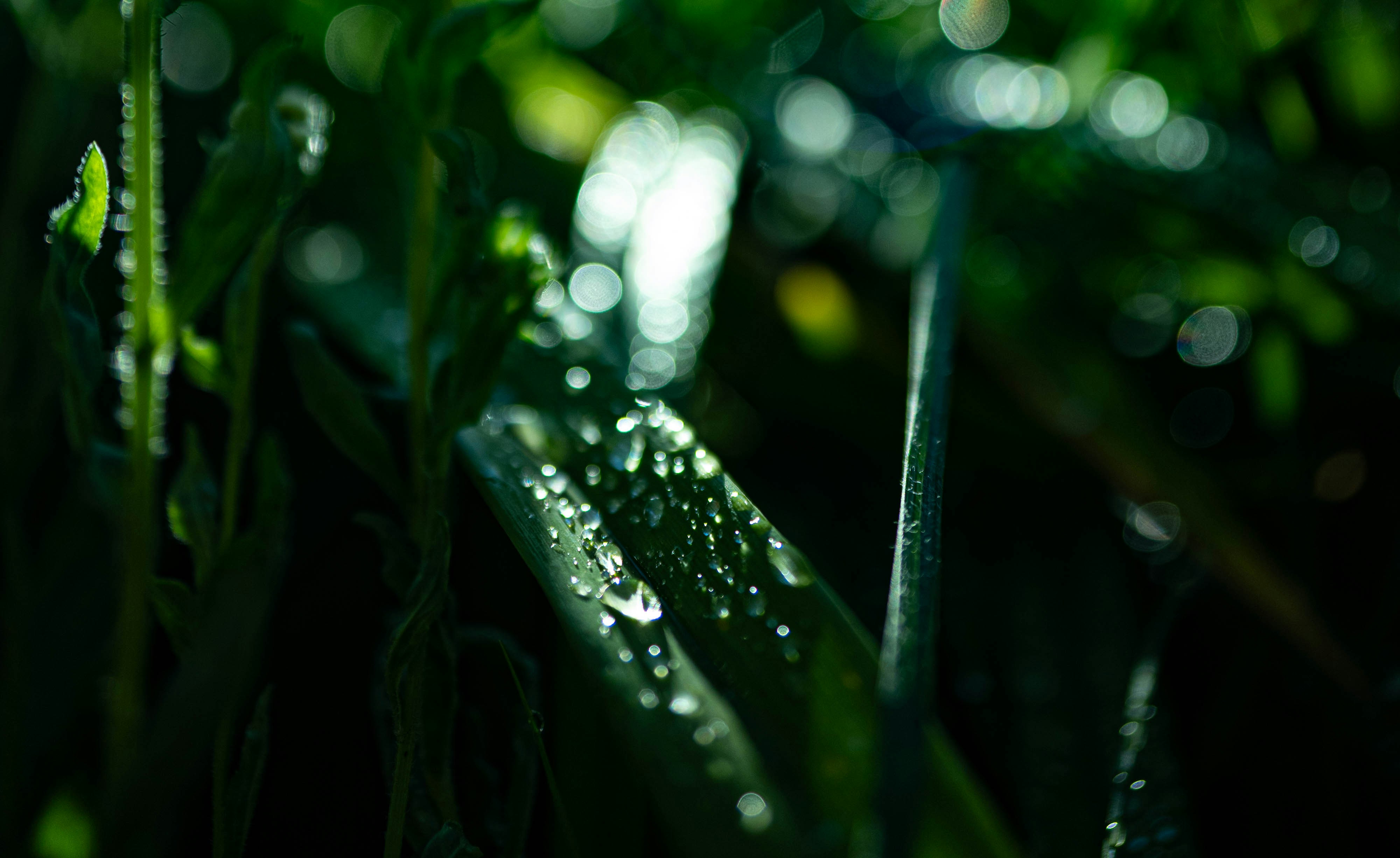 Dew-Draped Meadow Blade, Backlit by Morning Greens
