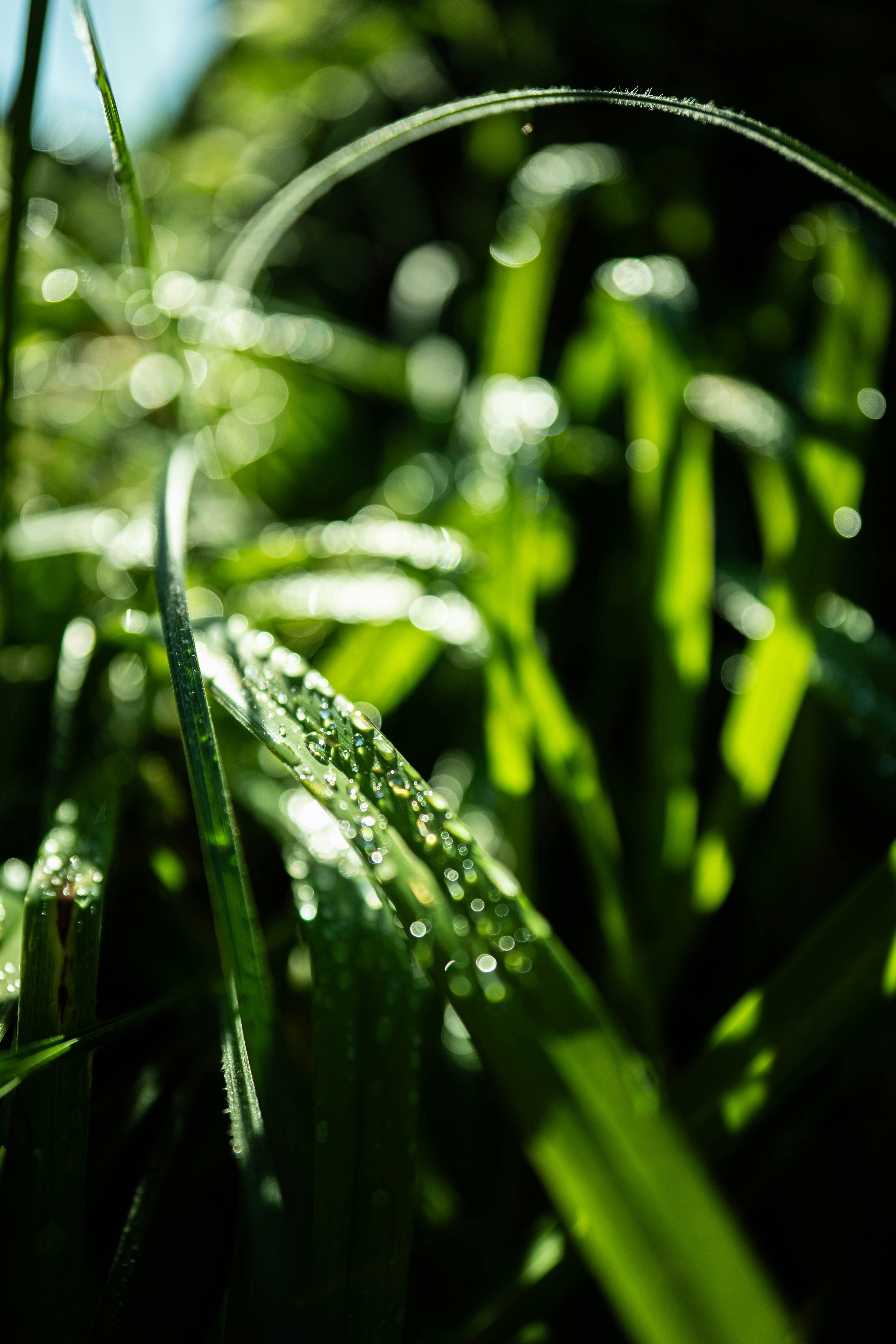 Dew-kissed Grass in Dappled Morning Light