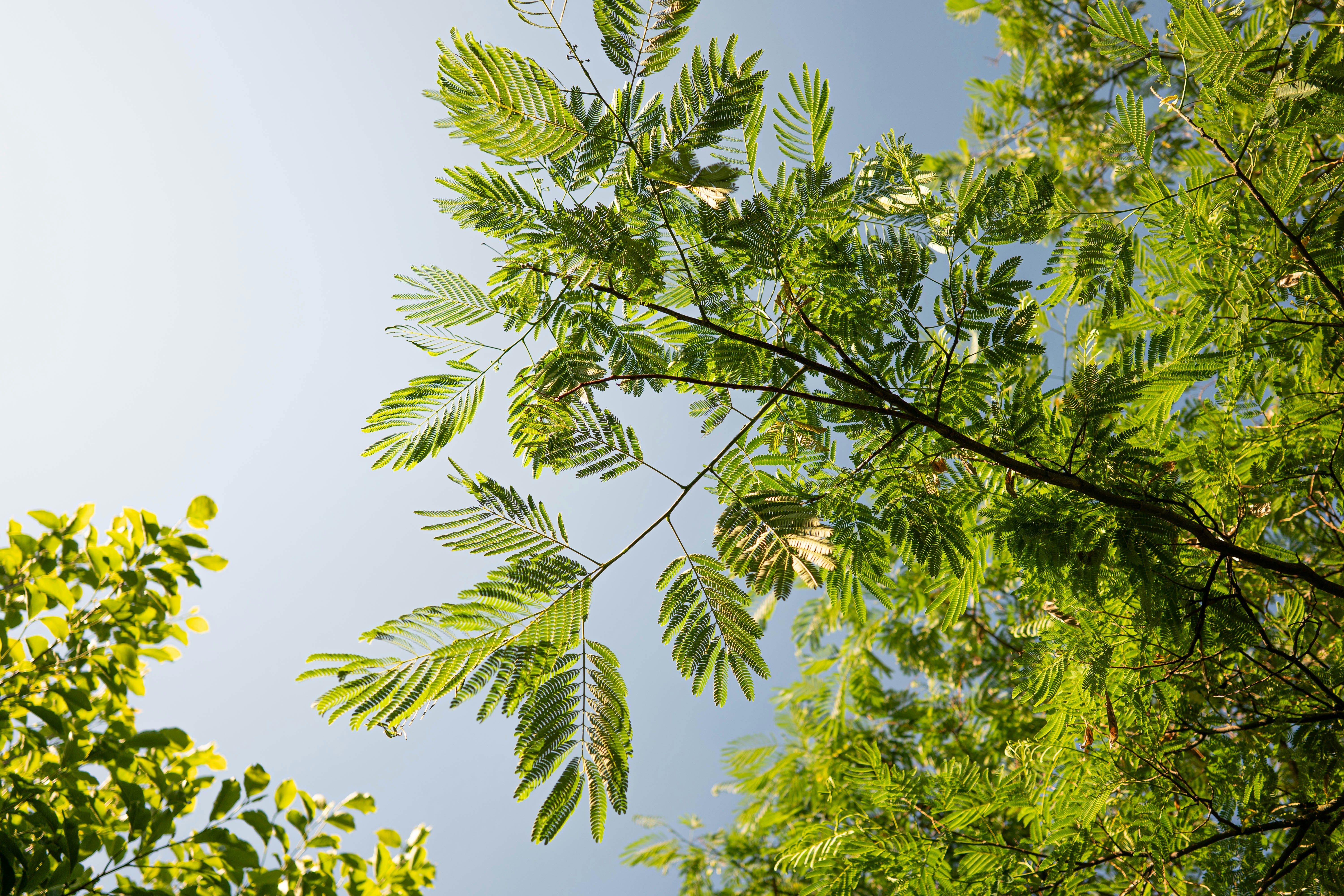 Sunlit Fern Fronds Reach Toward a Clear Sky