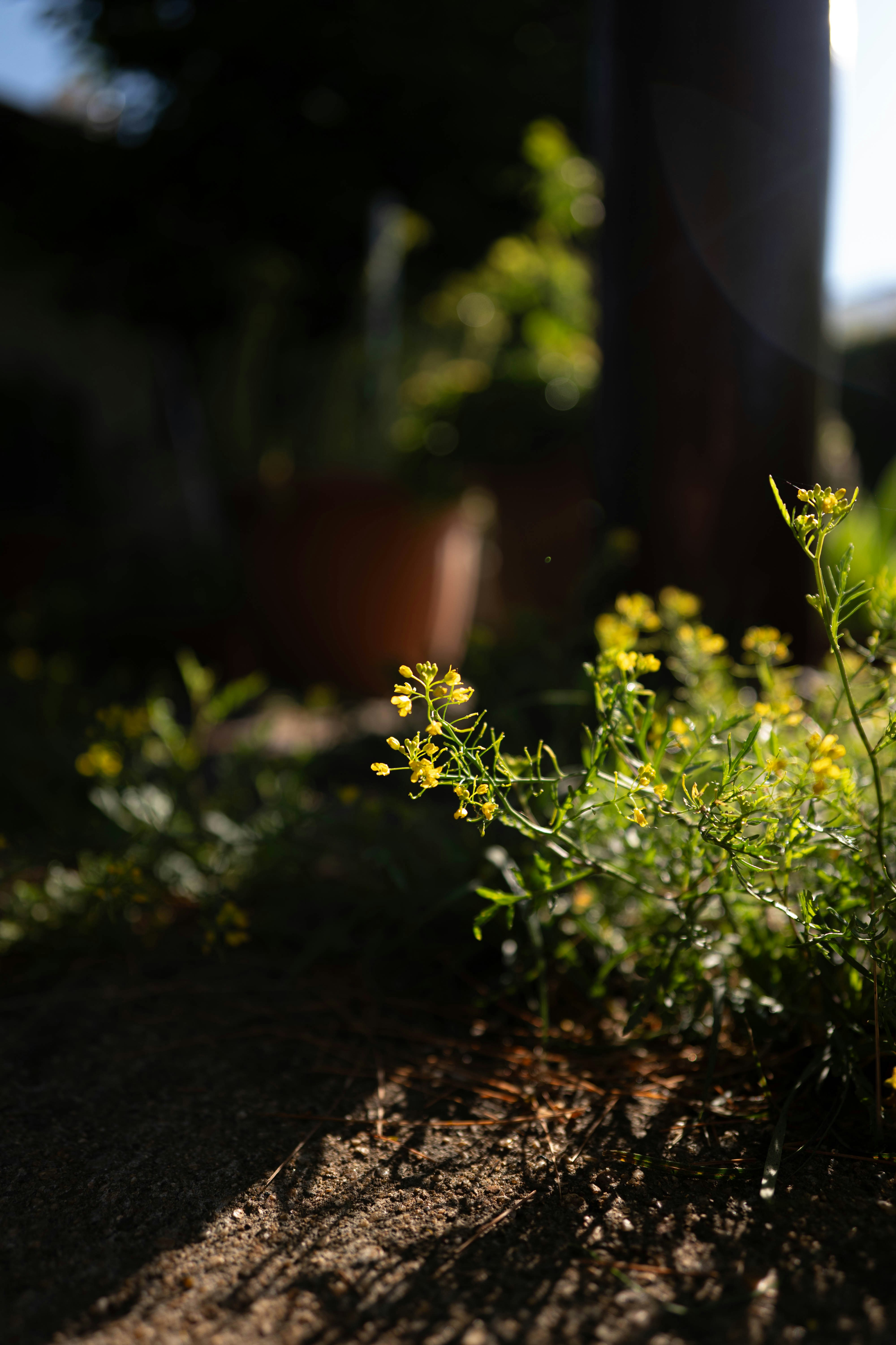Sunlit Yellow Flora at Ground Level in a Quiet Garden