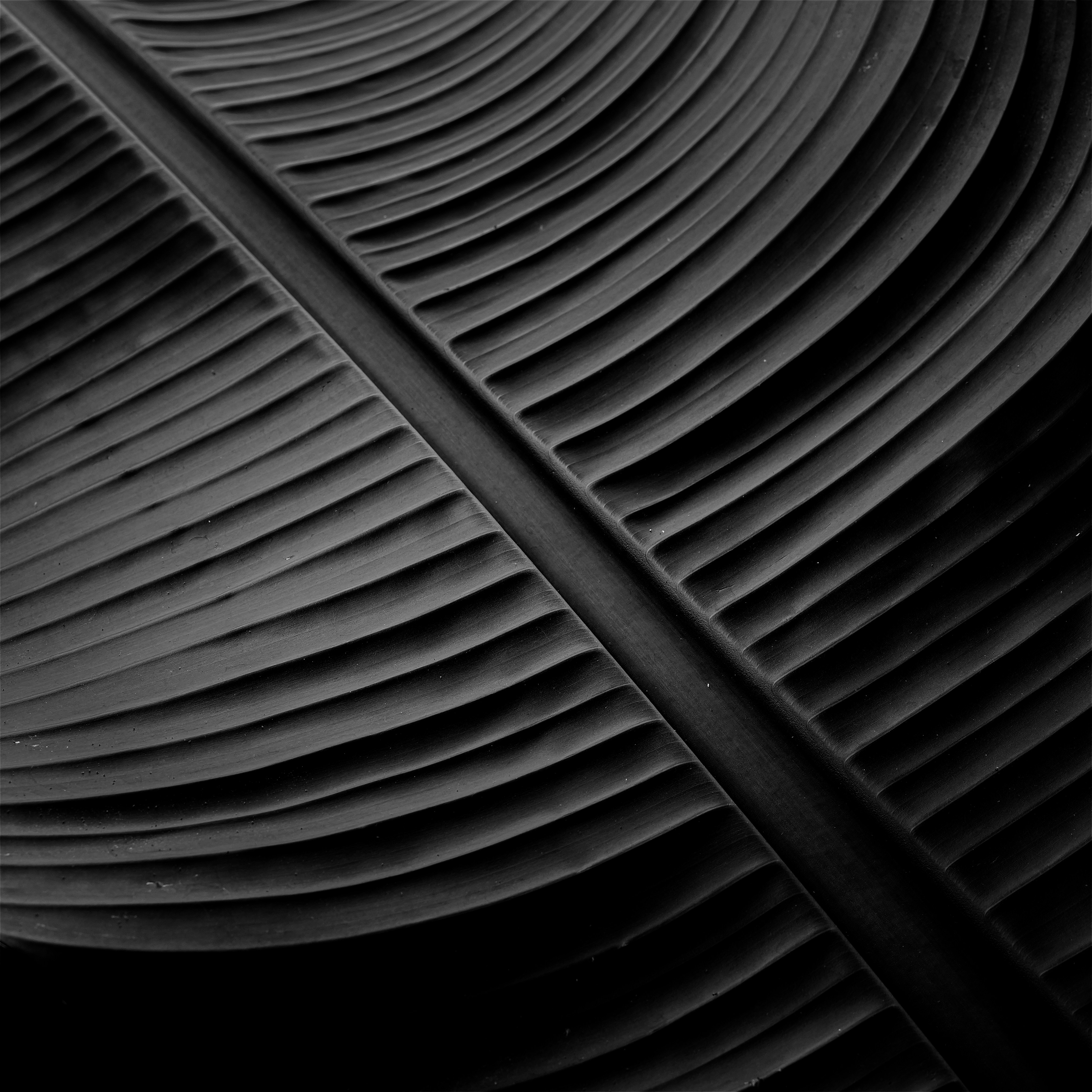 Concentric Veins: A Monochrome Study of Feathered Texture