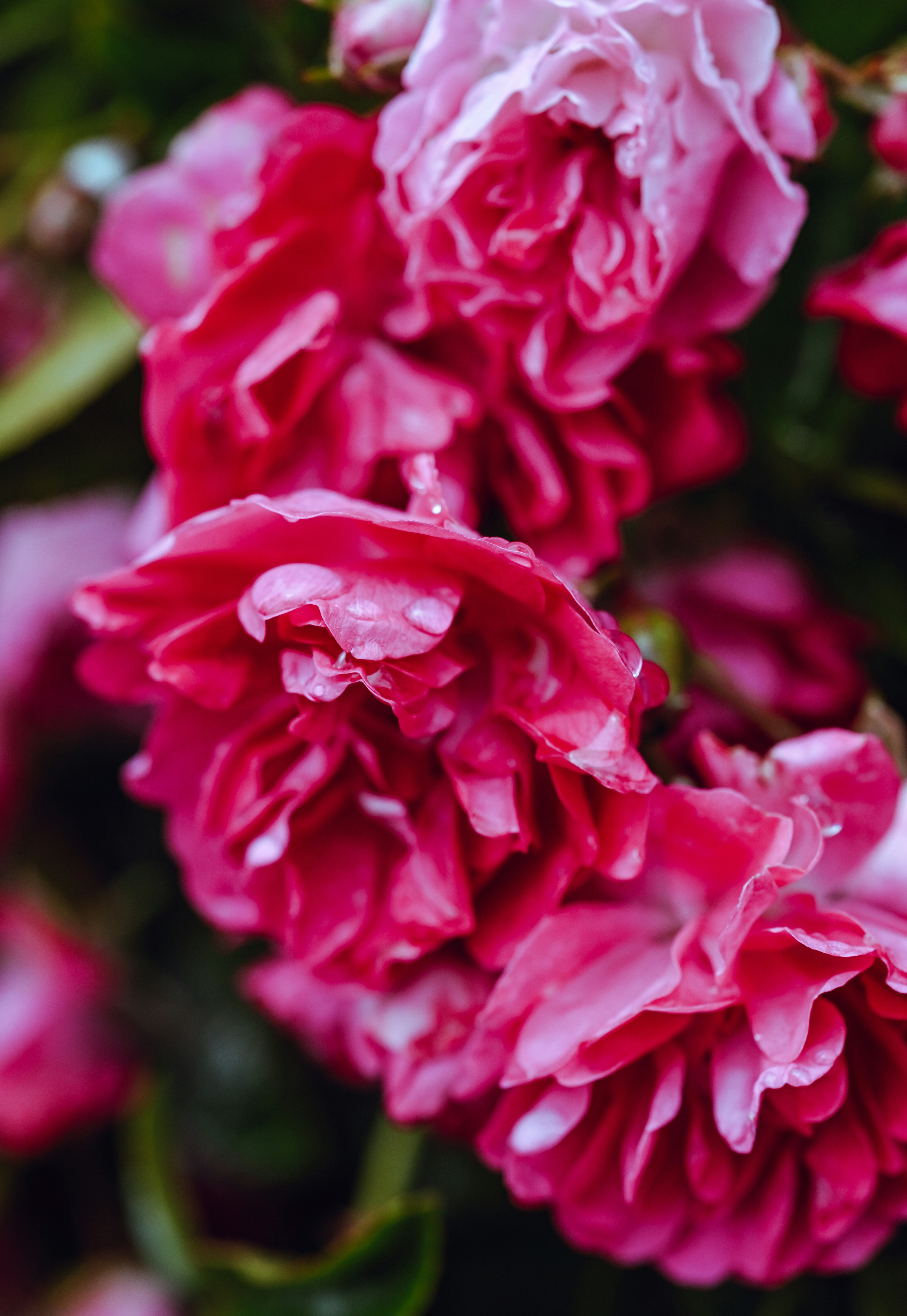 Vibrant pink roses with water droplets on their petals.