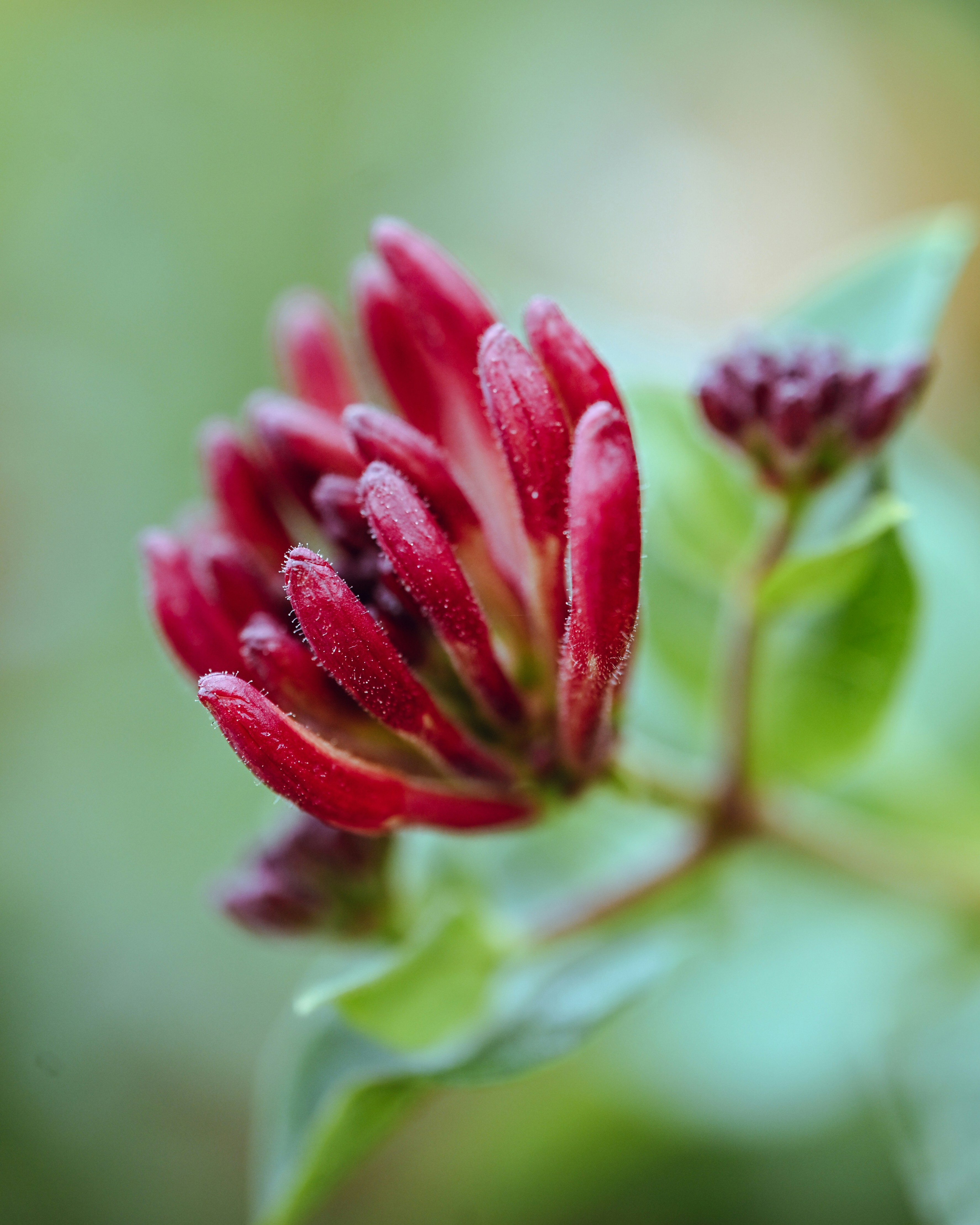 Crimson Inflorescence: Frosted Petals in a Soft-green Blur