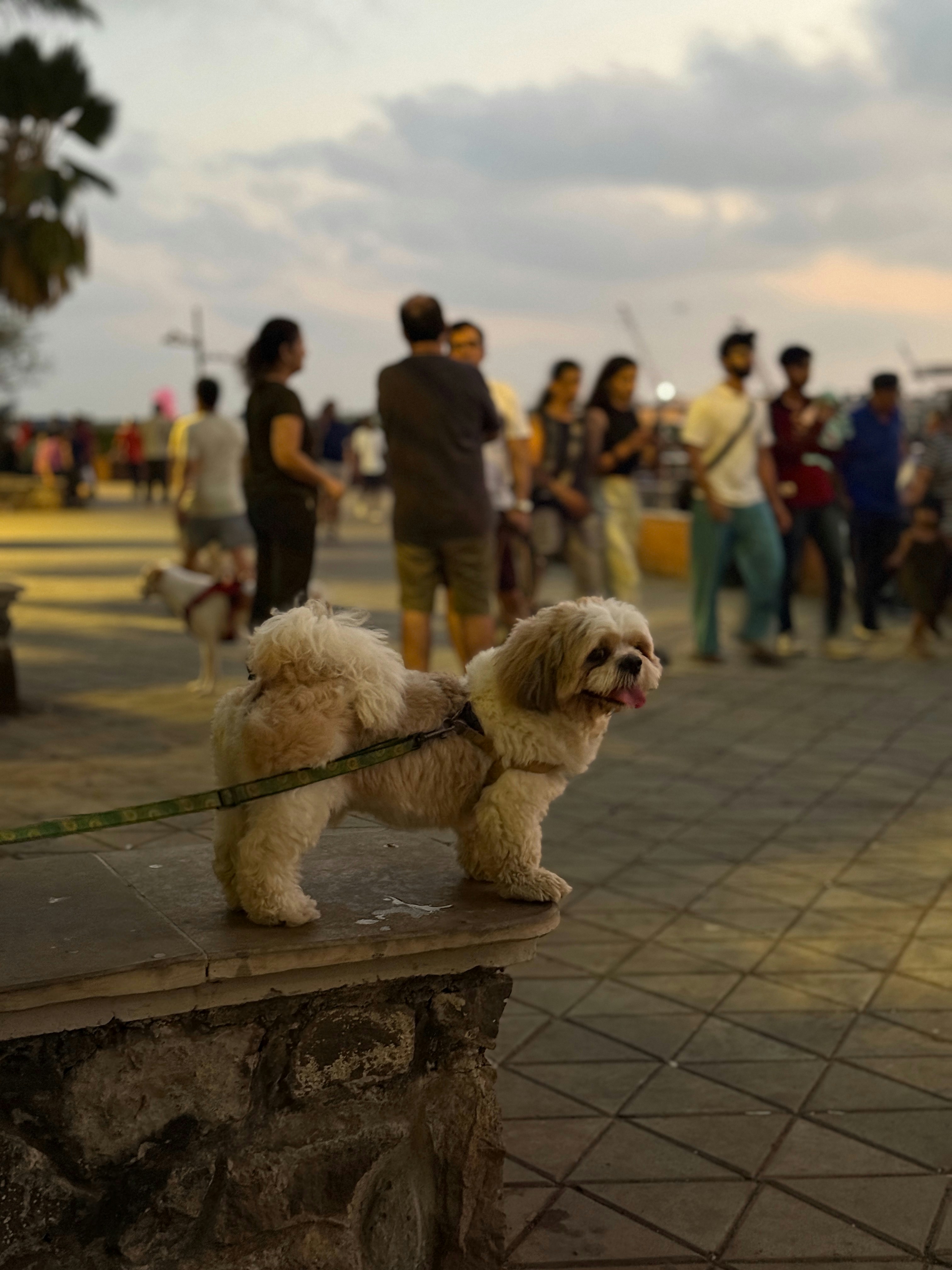 Paws on the Edge: A Shaggy Companion Gazes Toward the Evening Crowd