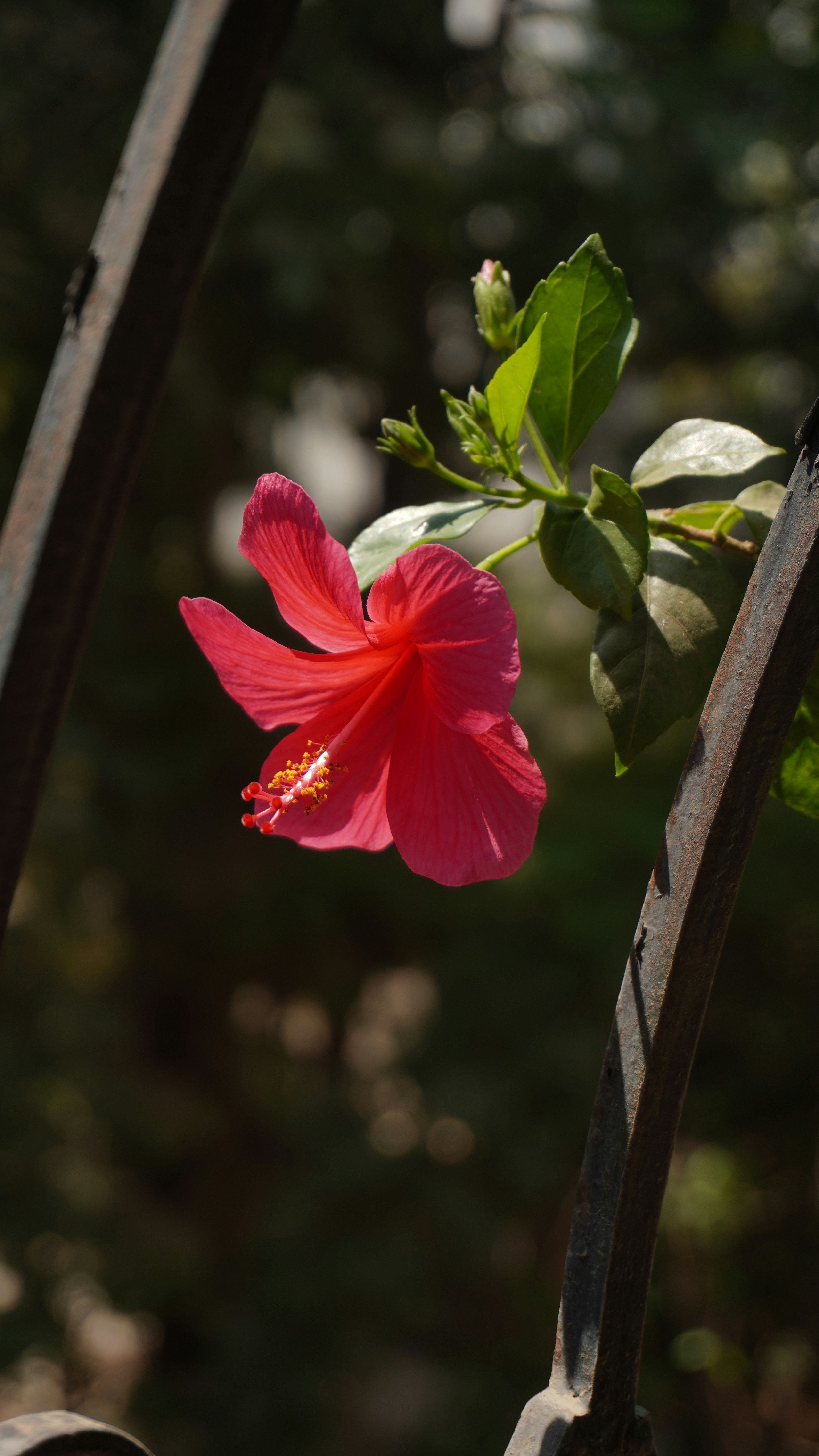Inked Hibiscus Frame: a lone bloom against weathered rails