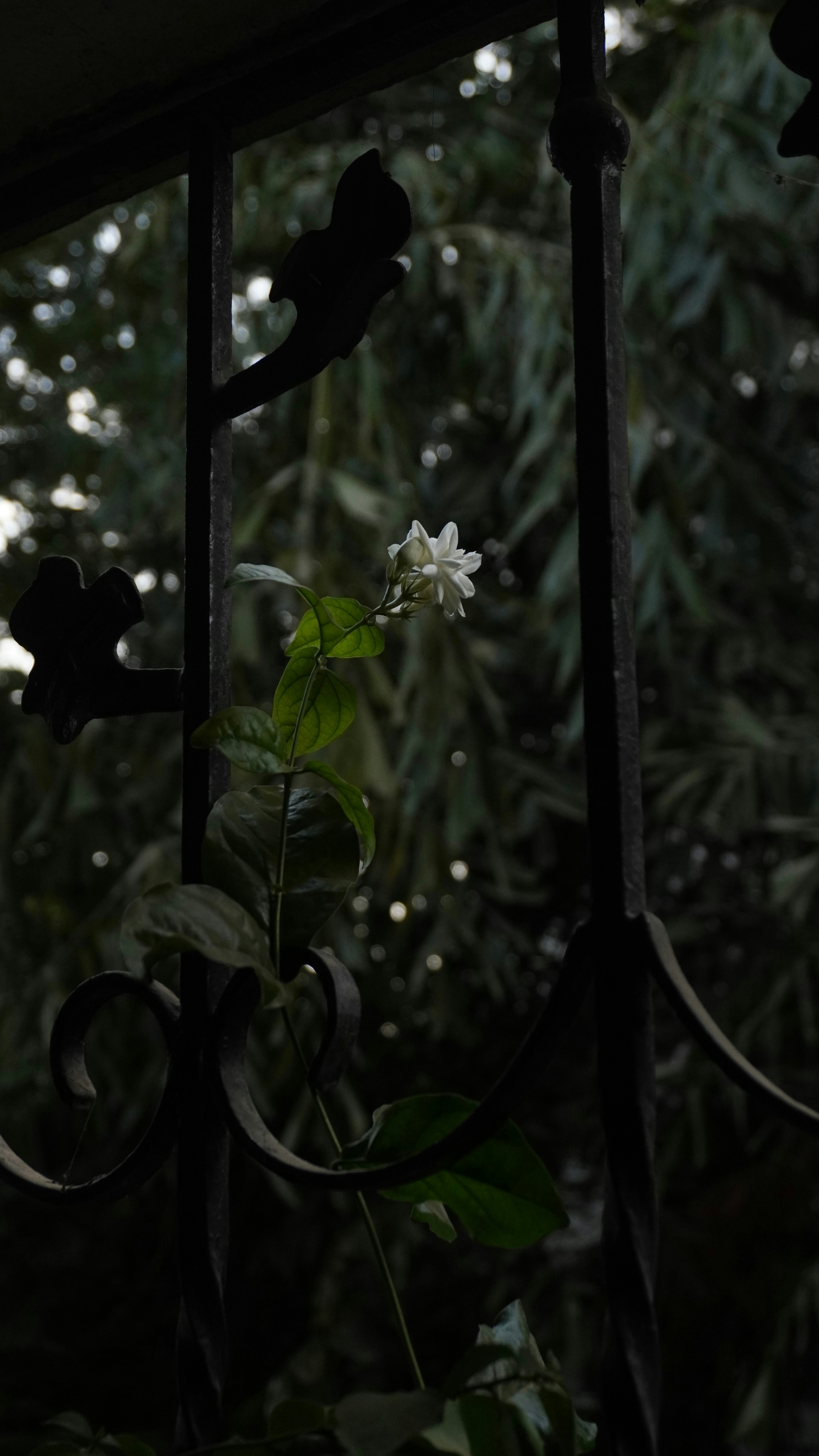 Iron Lattice Meets Bloom: A White Flower Tasting Light Through Metal Spikes