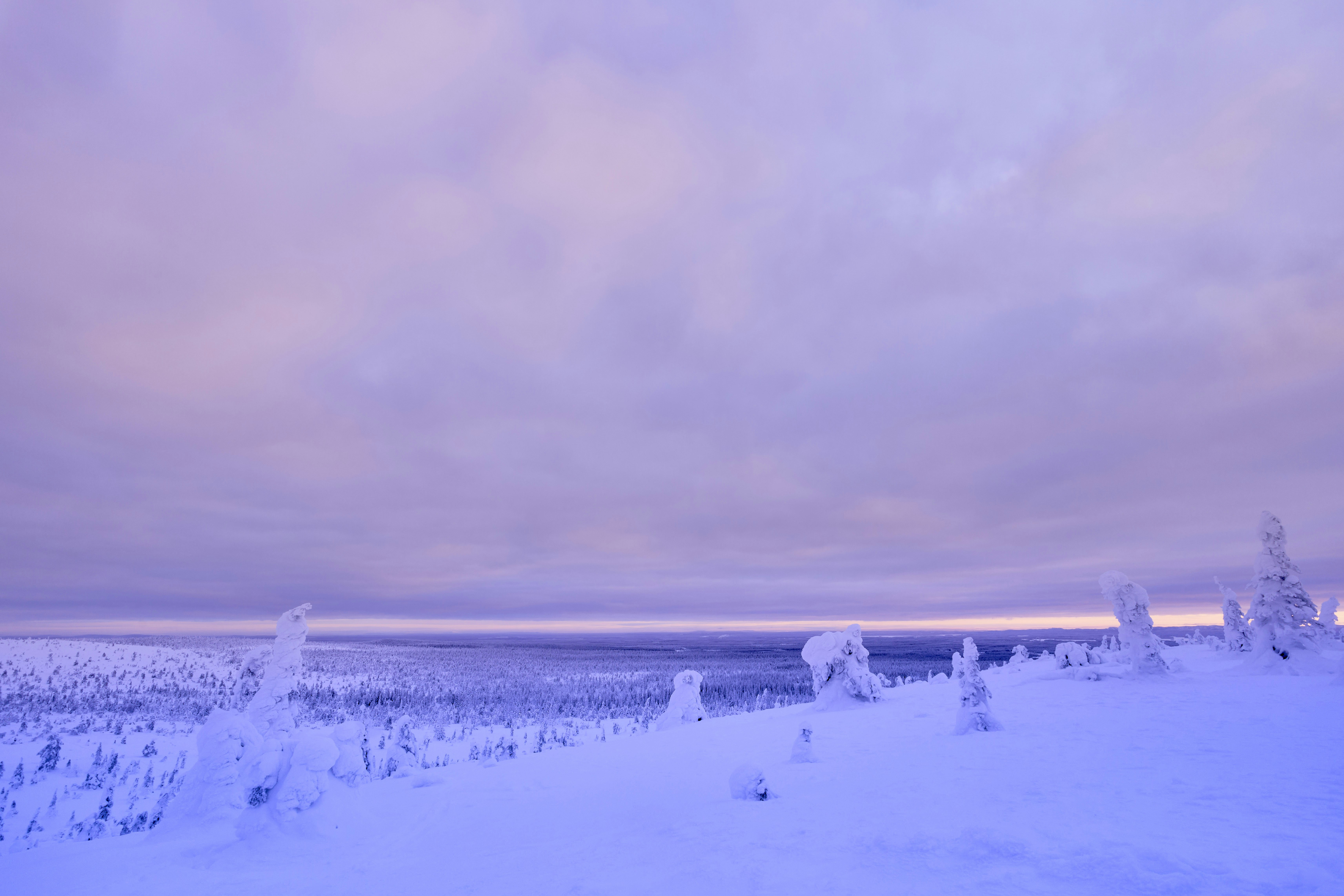 Twilight Icescape over a Field of Frosted Pines