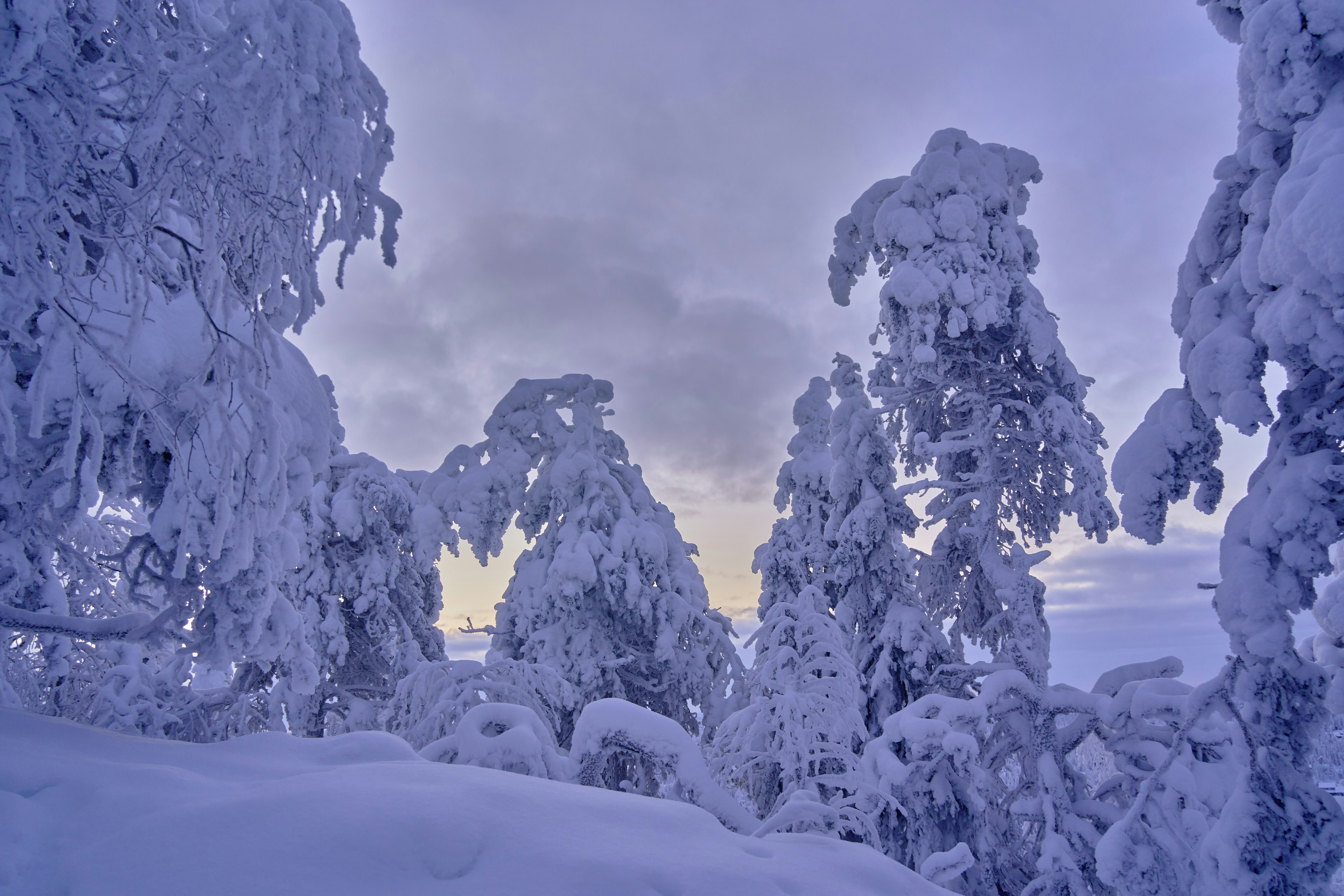 Snowbound Guardians: Moonlit Pines under a Violet Sky