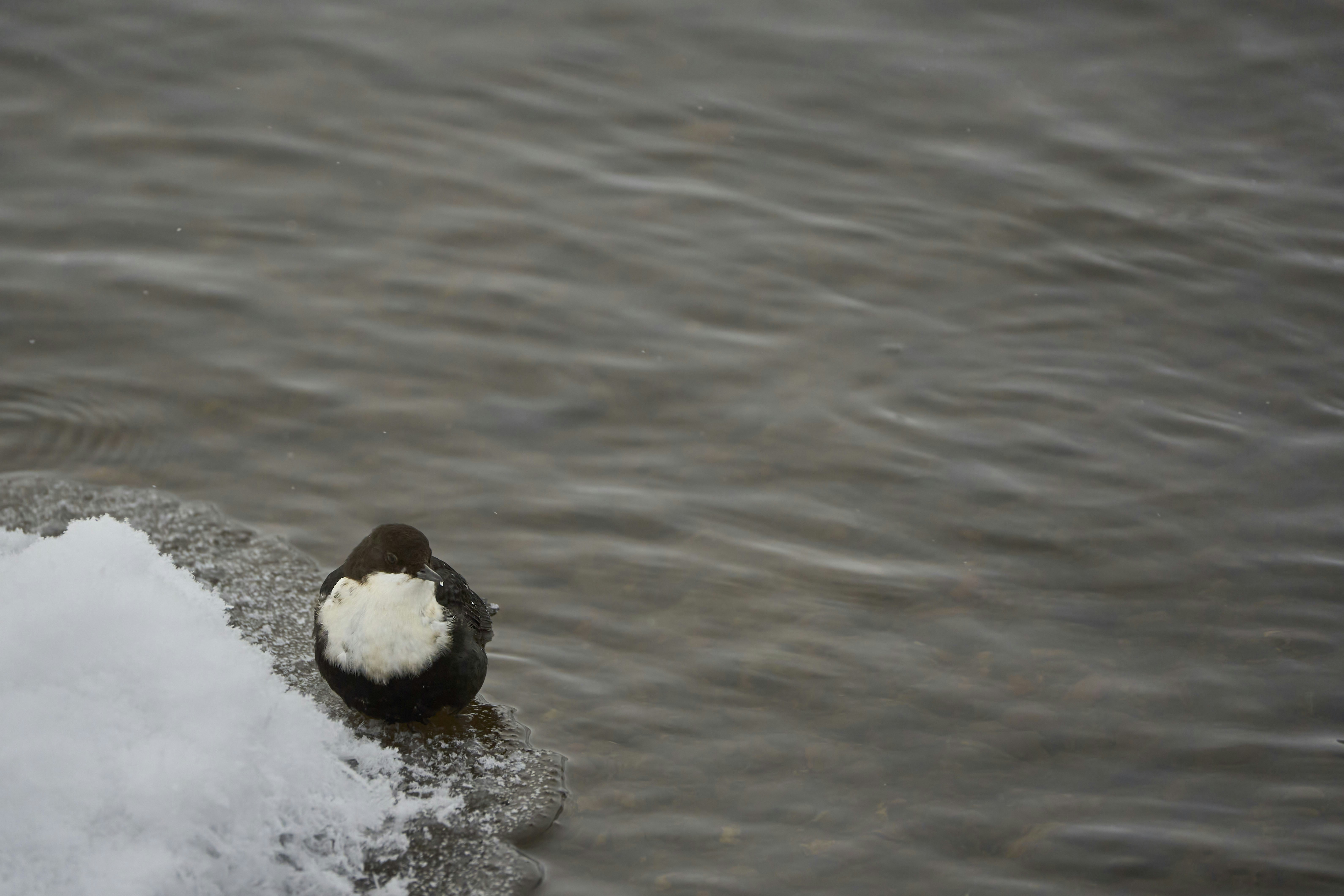 Ice-edge Robin: a lone bird resting near thawing shoreline