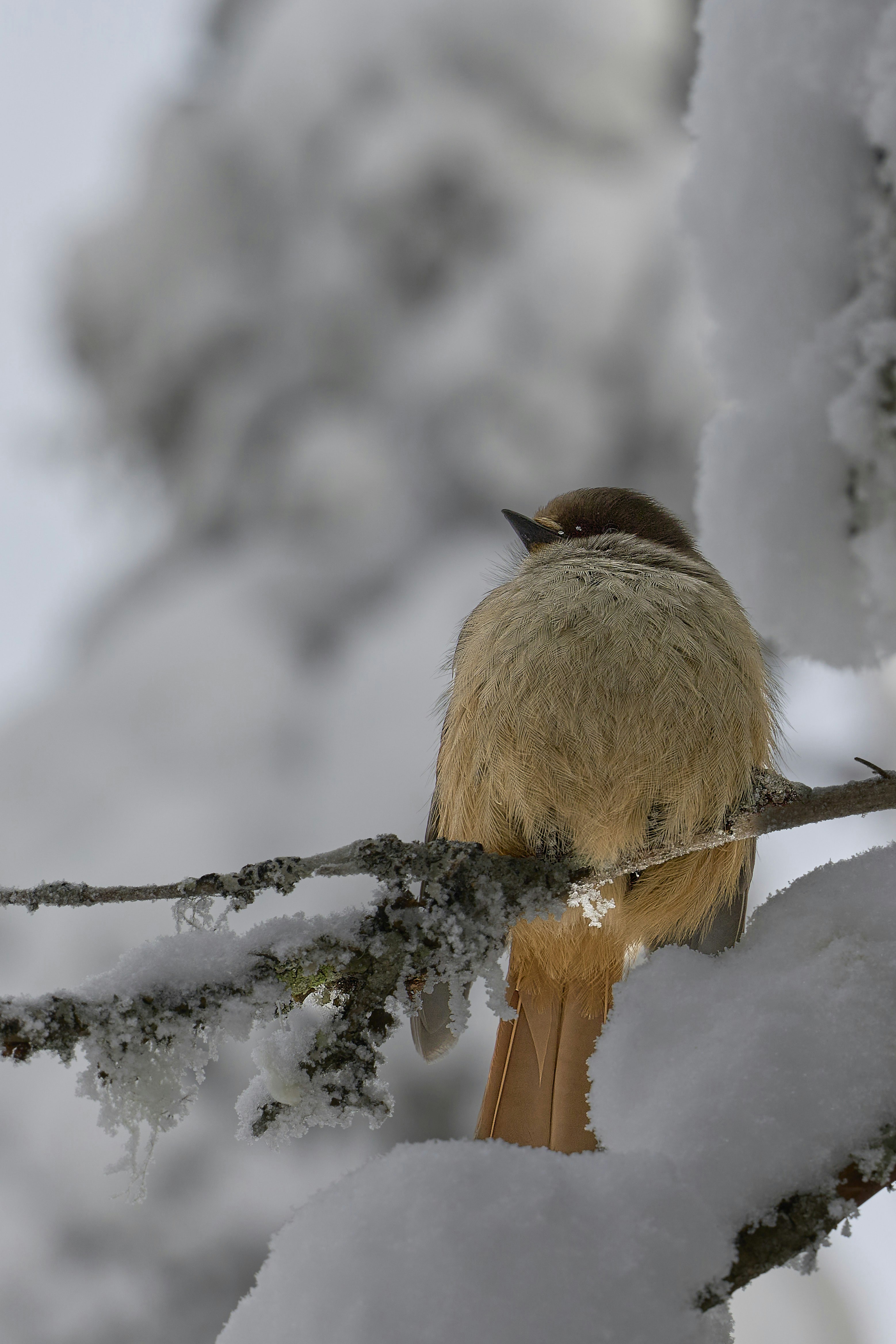 Winter Perch: A Small Songbird Amid Frosted Branches