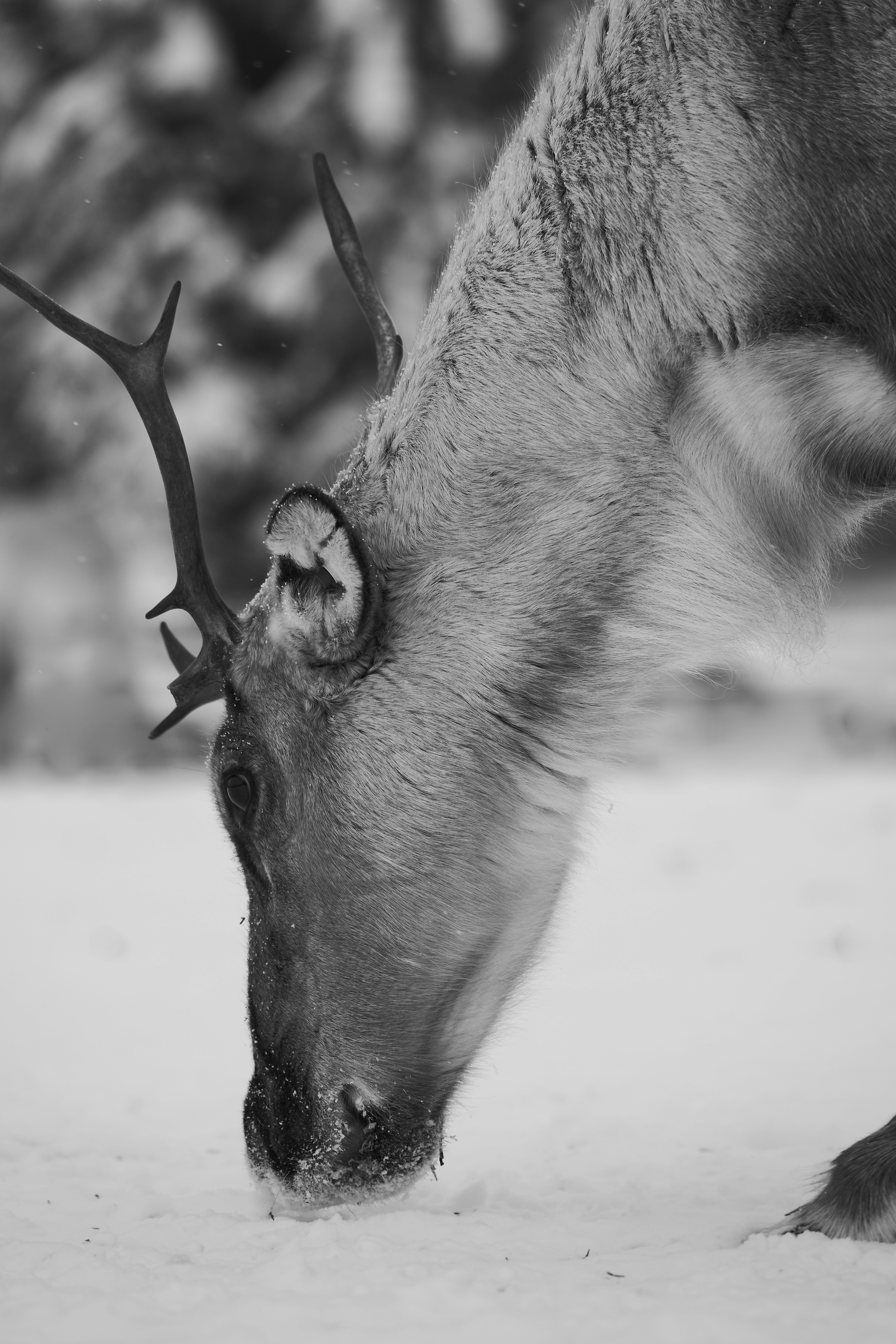 A reindeer with antlers eating snow in a winter landscape.