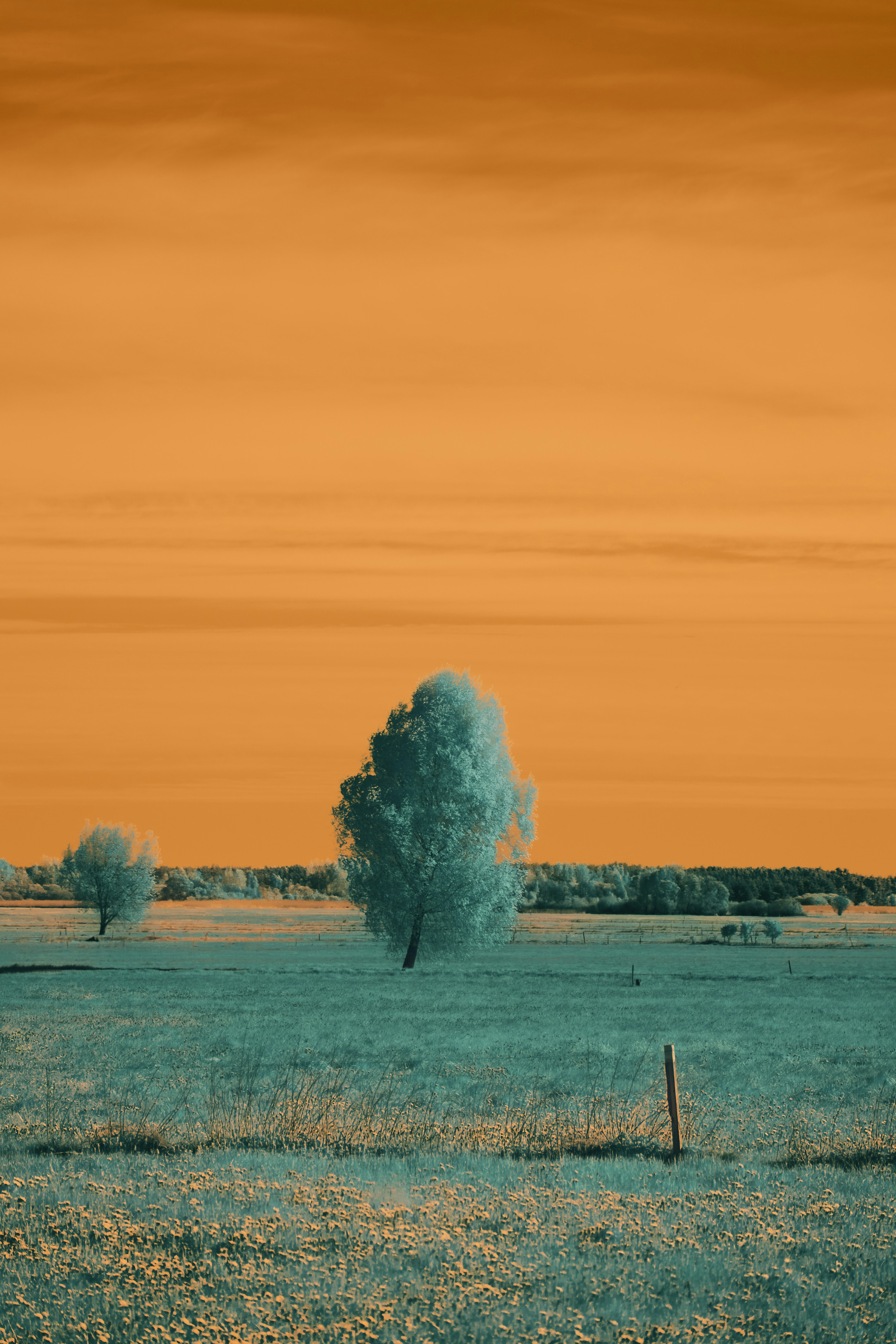 Azure Orchard Under a Tangerine Horizon