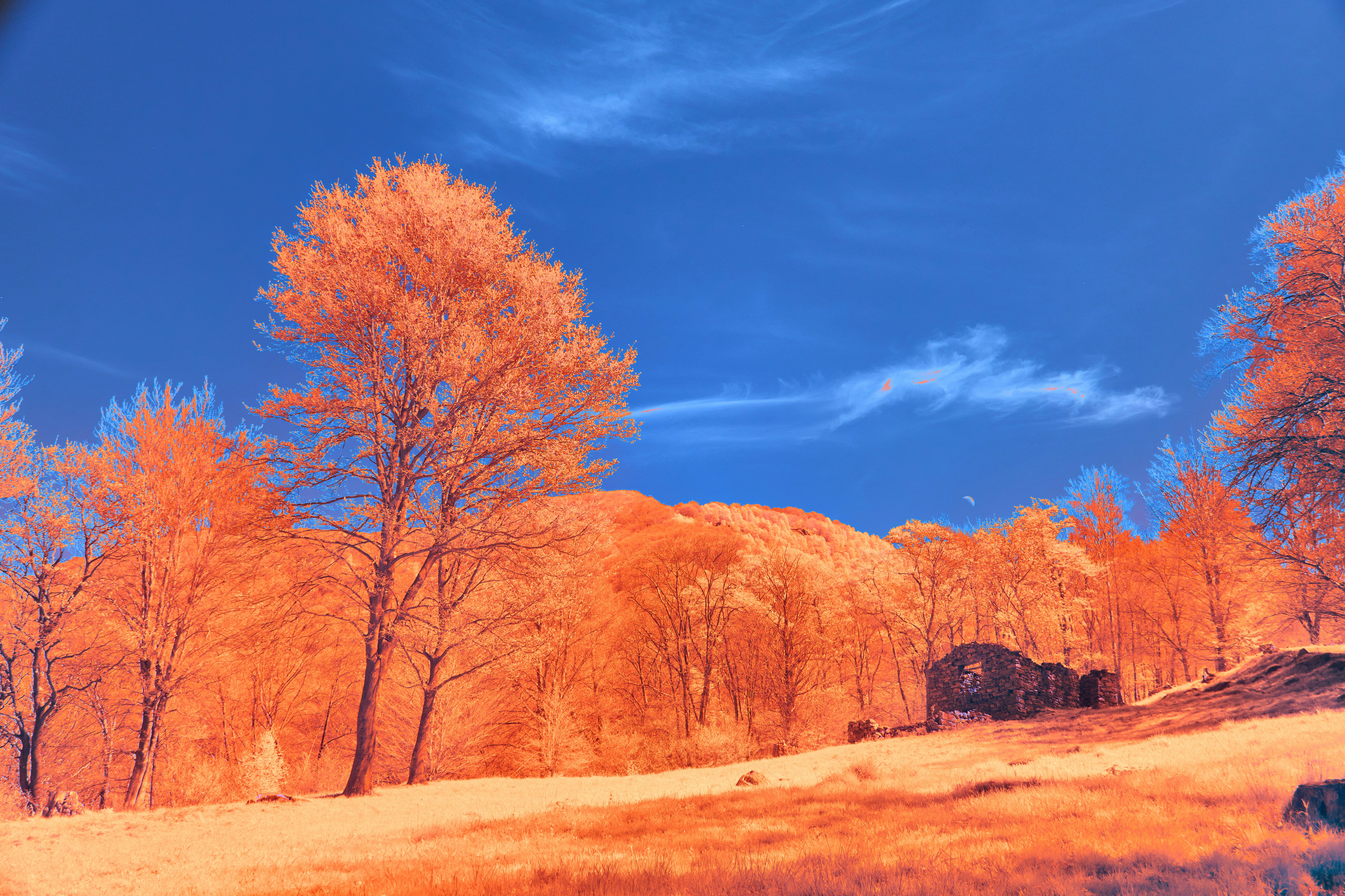 Autumn Fire in the Foothills: A Vivid Orange Canvas Under a Pristine Blue Sky