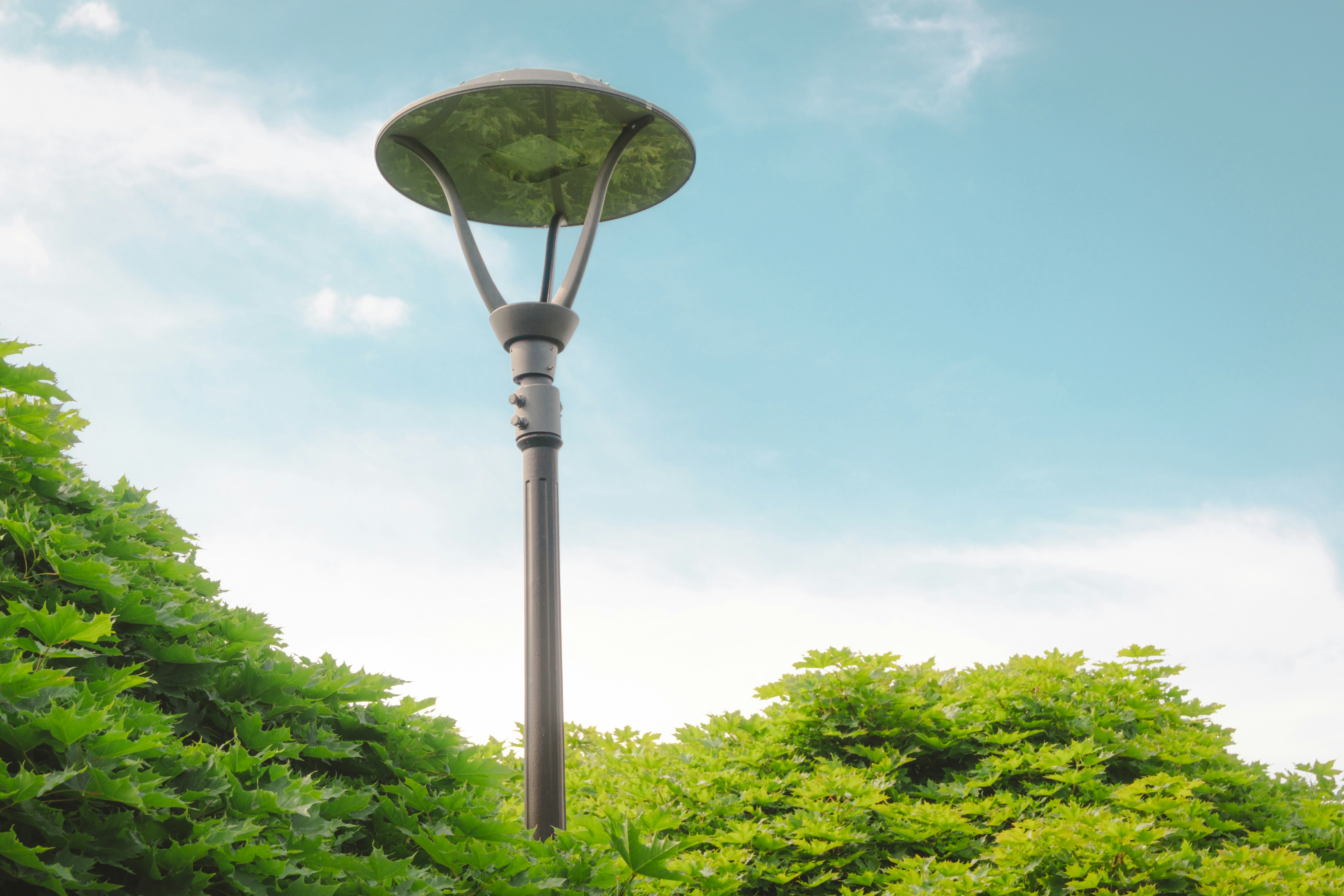 Luminous Sentinel: A Solar Lamp Paused Above the Green Canopy