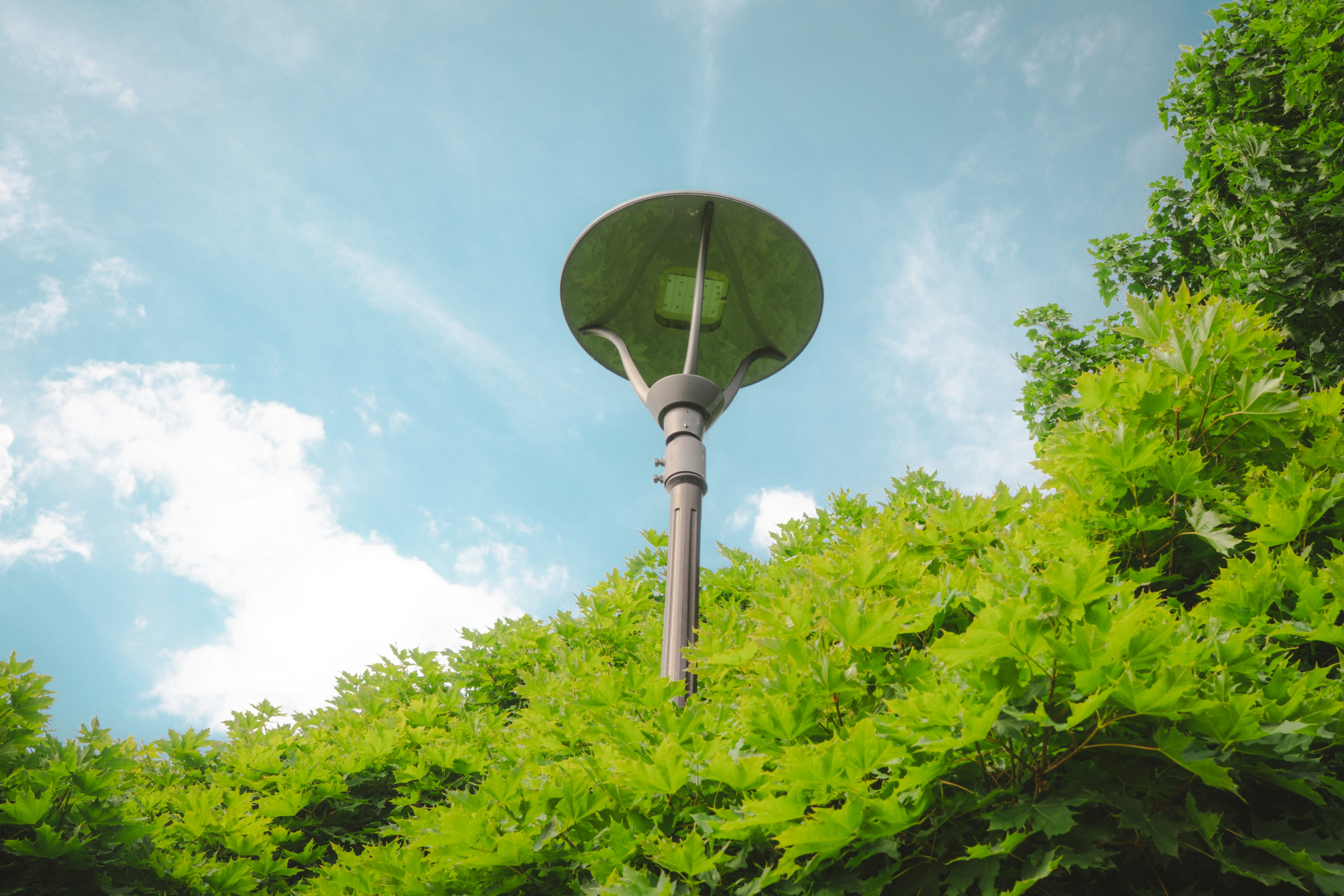 Sunlit Lantern Rising Above the Green Canopy