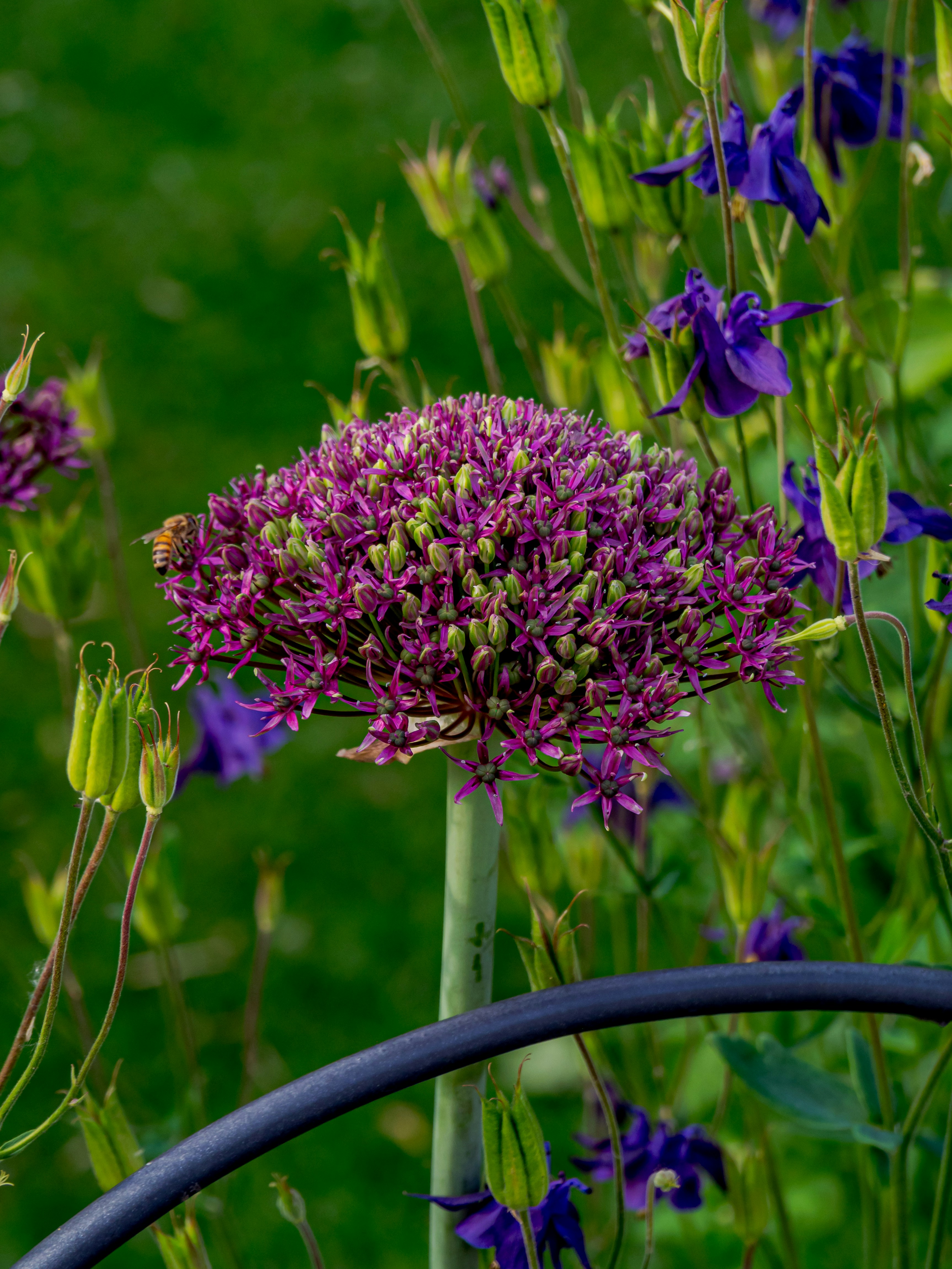A vibrant purple allium flower with a bee on it.