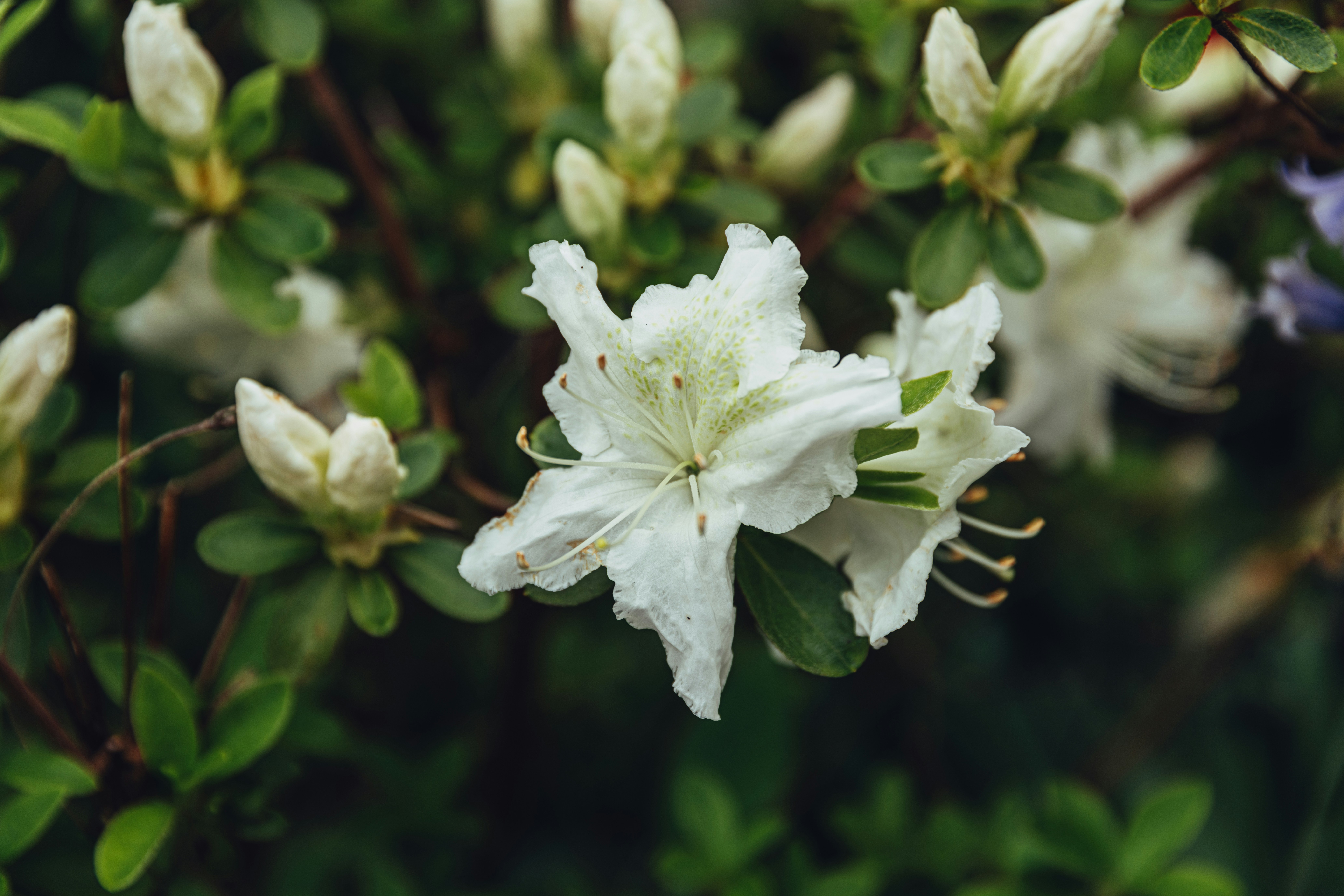 White Azalea in Focus: Delicate Bloom Against Alpine Green