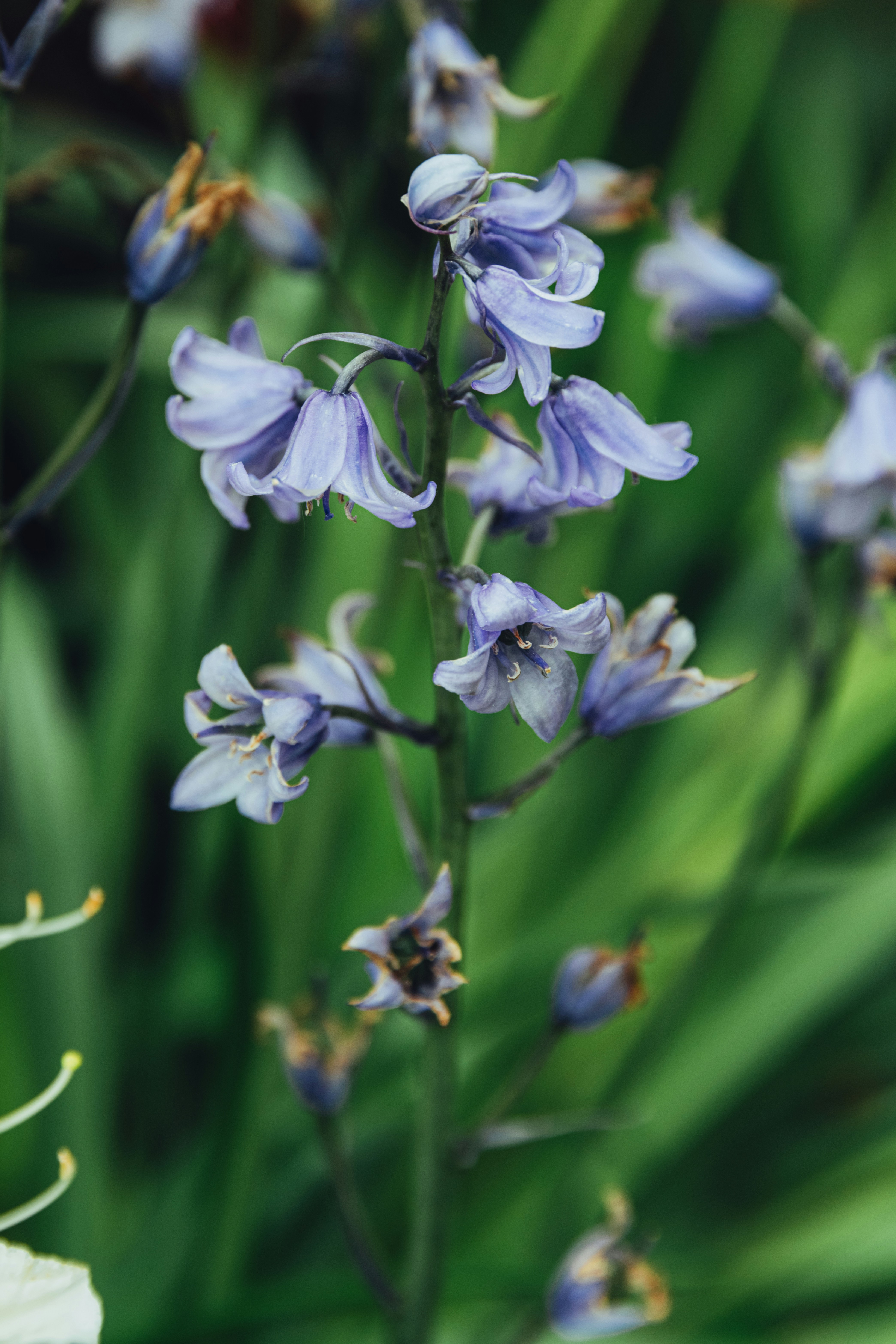 Lilac Bells: Delicate Purple Blooms Against a Velvet Green Backdrop