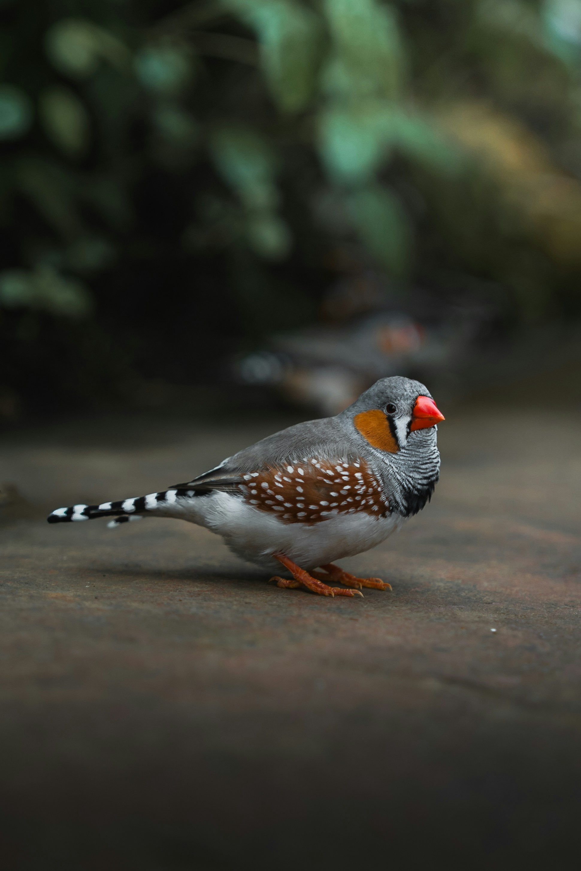 Grounded in Color: A Zebra Finch Pause on a Patina Path